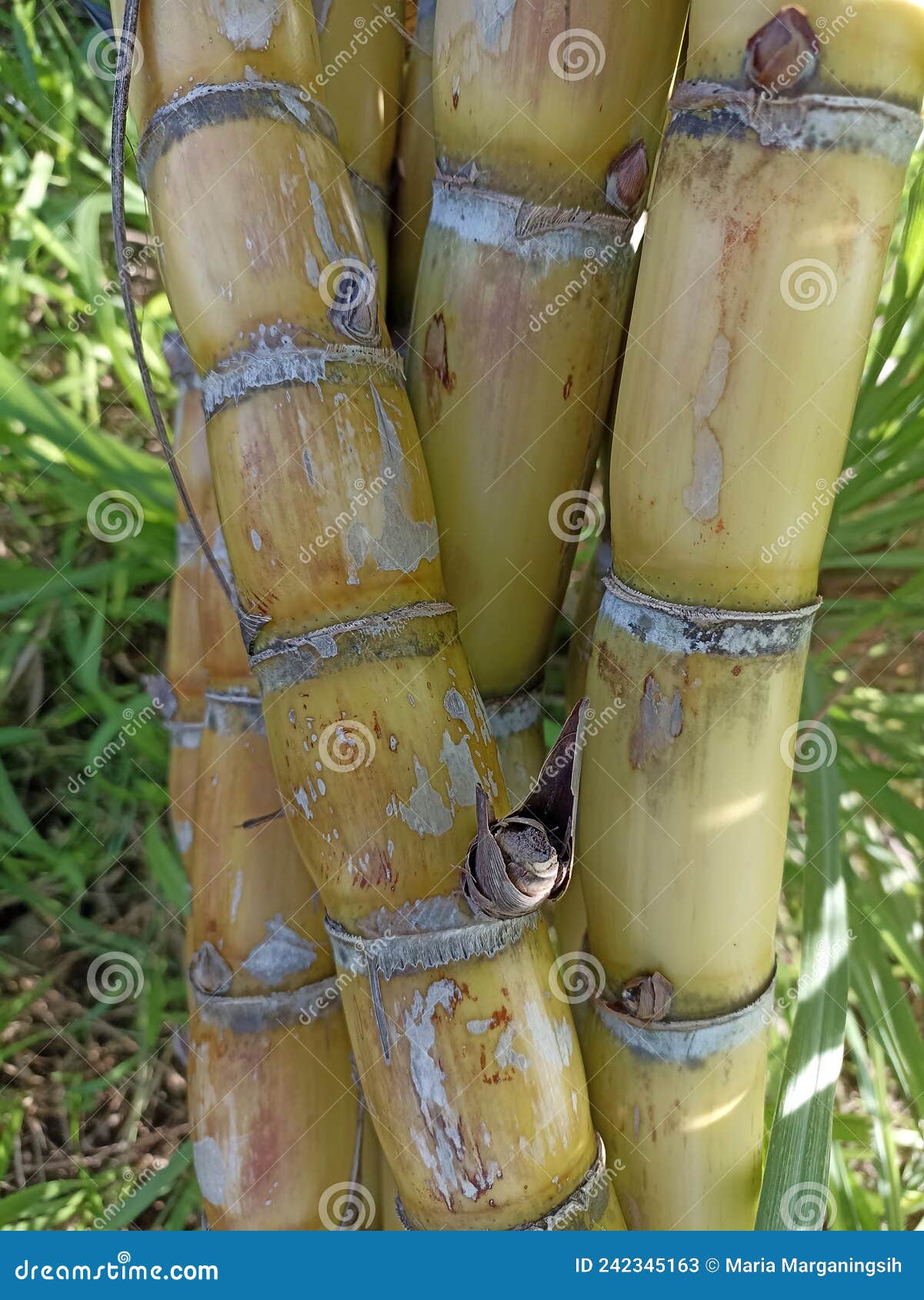 Yellow Sugar Cane Trees. Fresh Sugar Cane Tree Growth in the Field ...