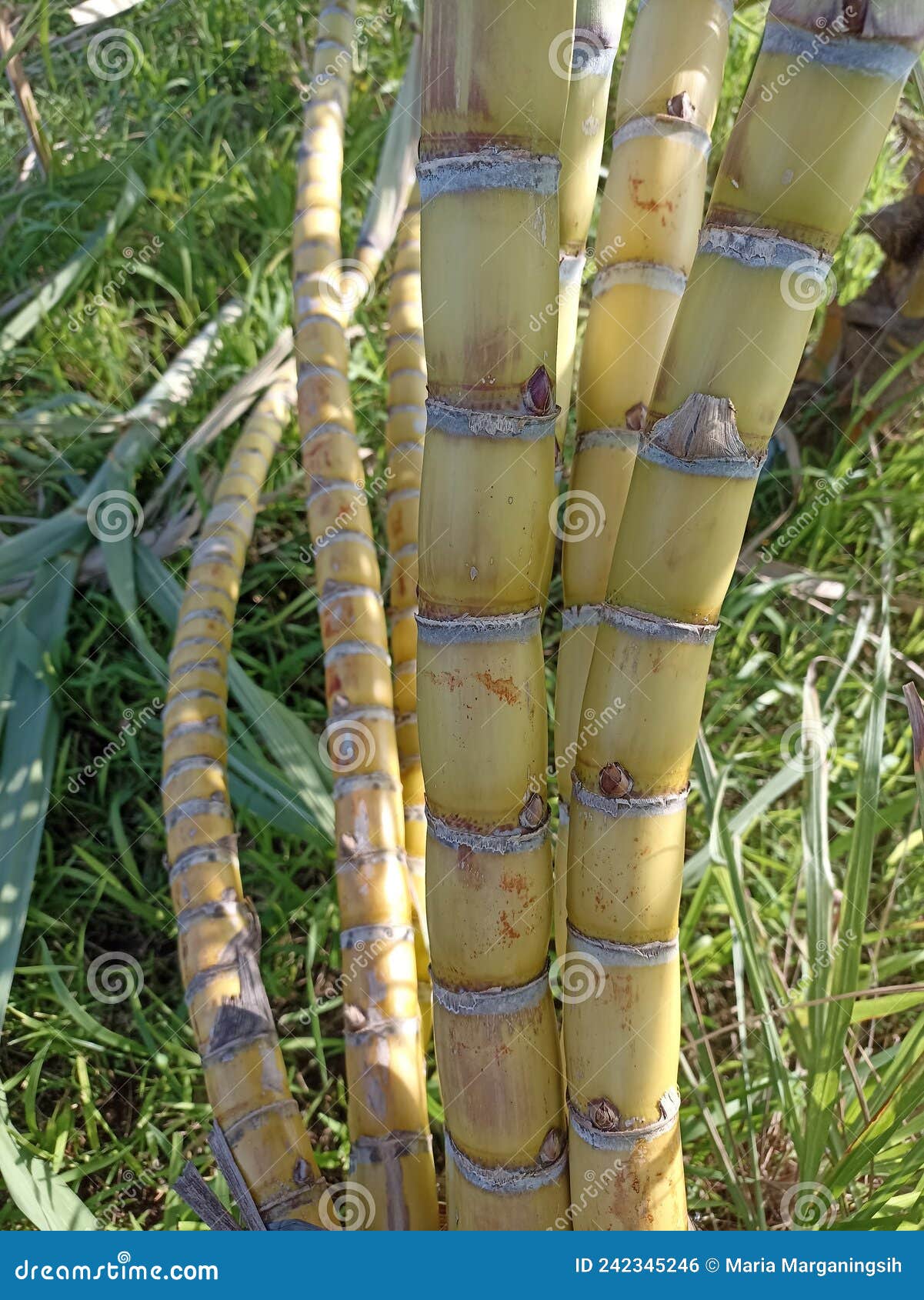 Yellow Sugar Cane Trees. Fresh Sugar Cane Tree Growth in the Field ...