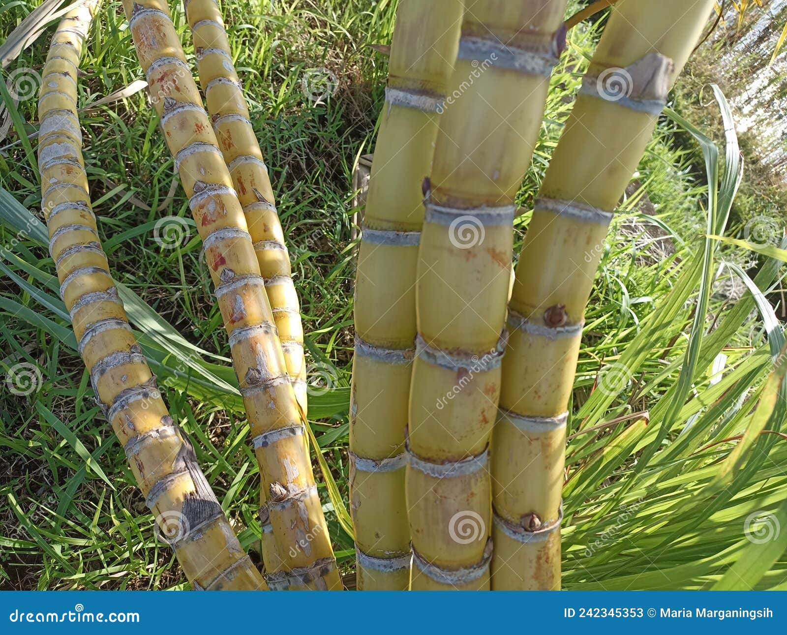 Yellow Sugar Cane Trees. Fresh Sugar Cane Tree Growth in the Field ...
