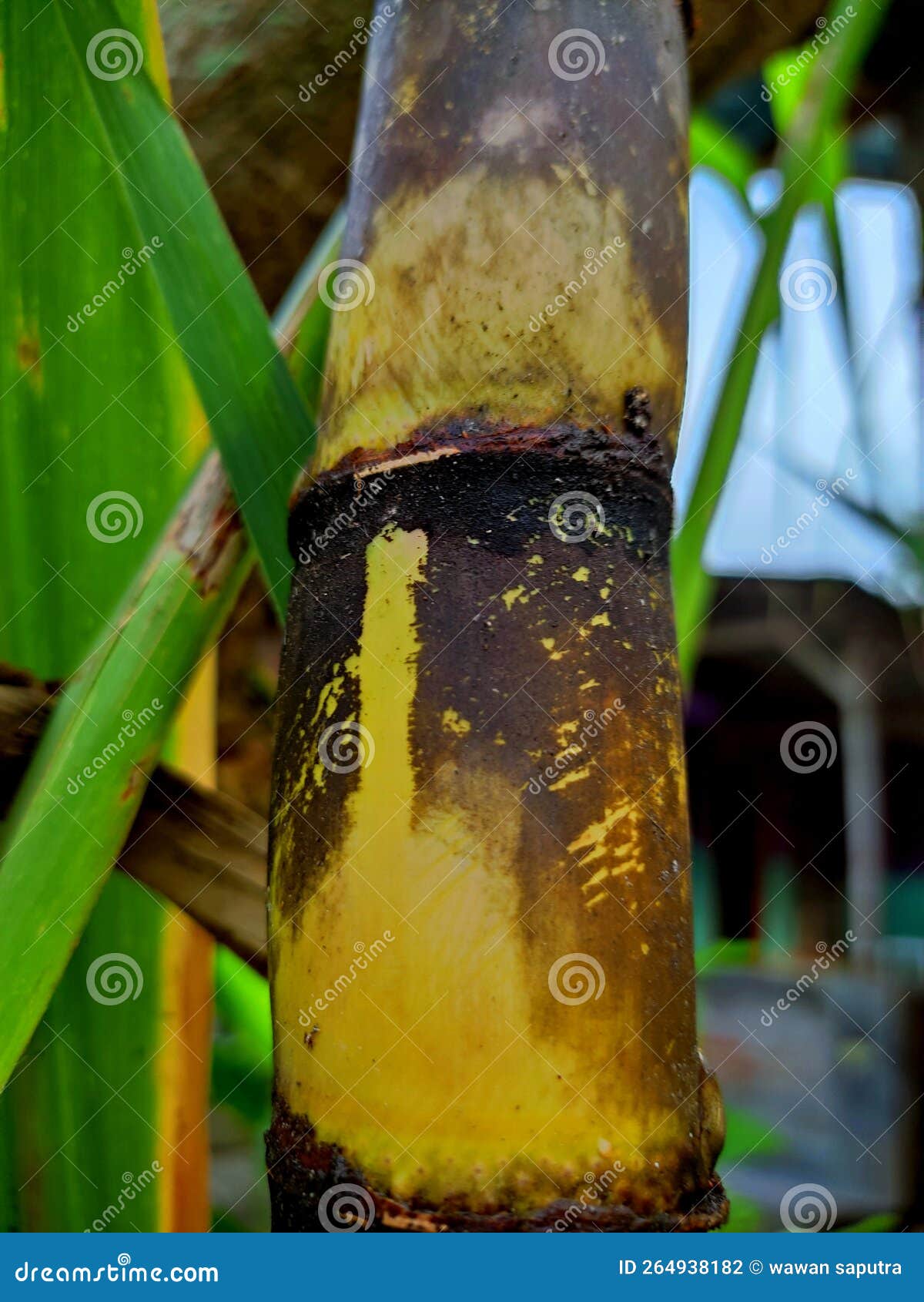 Sugarcane Tree In Plantation Land, Sugar Cane In Harvest Season ...