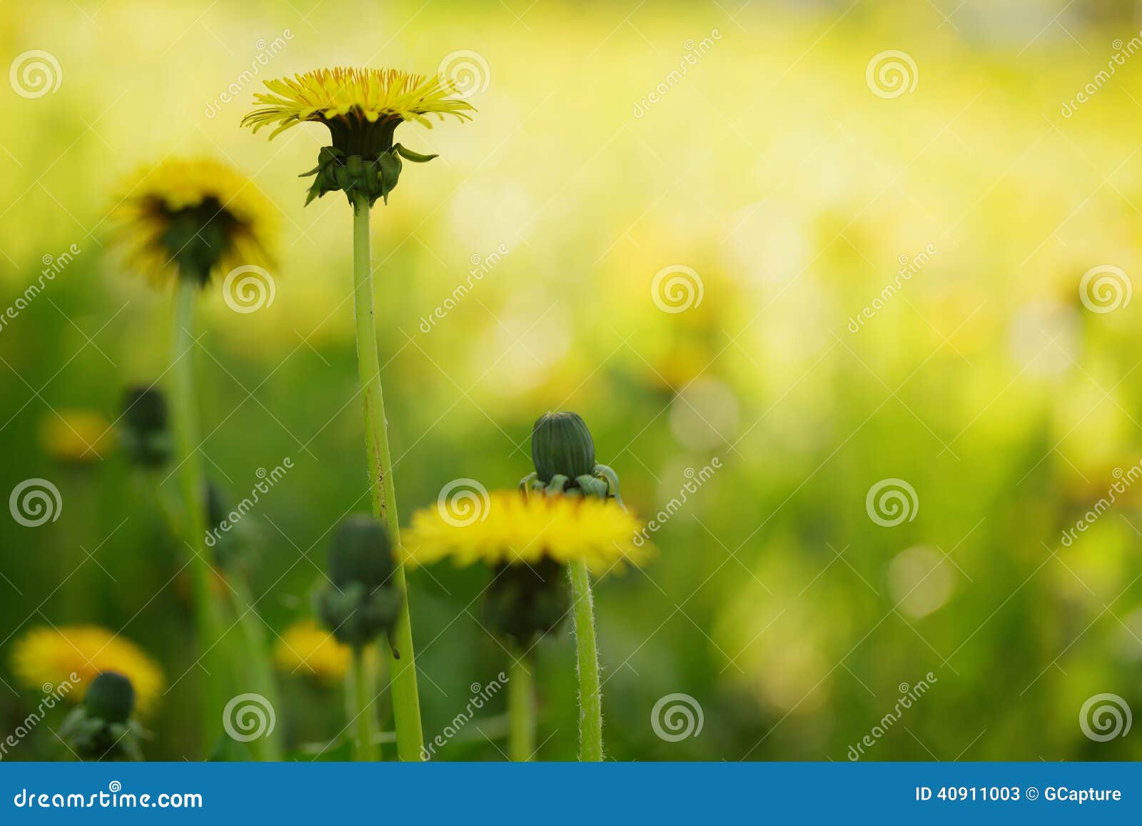 Yellow Summer Dandelion Flowers Stock Image - Image of green, land ...