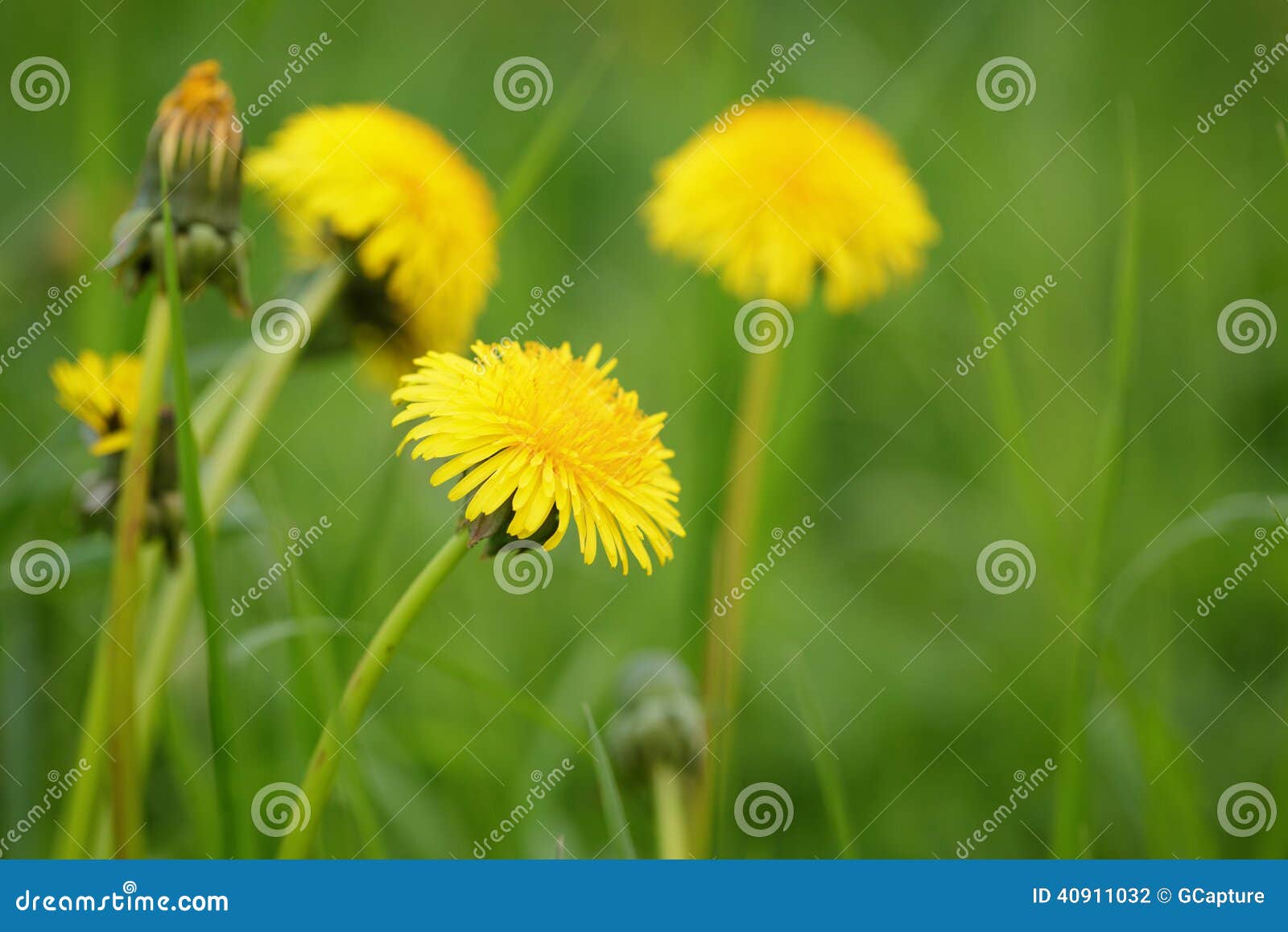Yellow Summer Dandelion Flowers Stock Photo - Image of dandelion ...