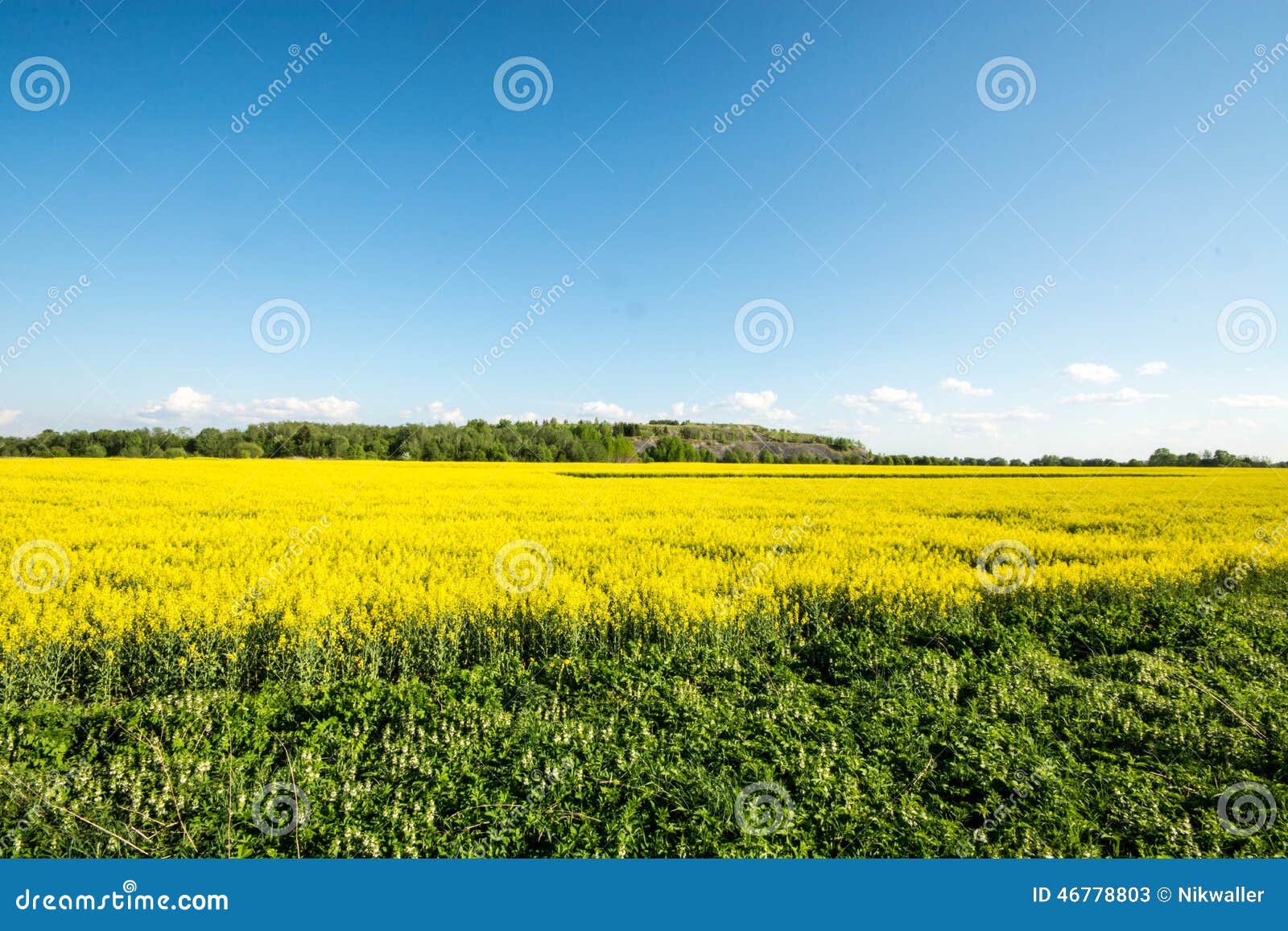 Yellow Summer Field, Massive Sky Scape Stock Image - Image of scene ...