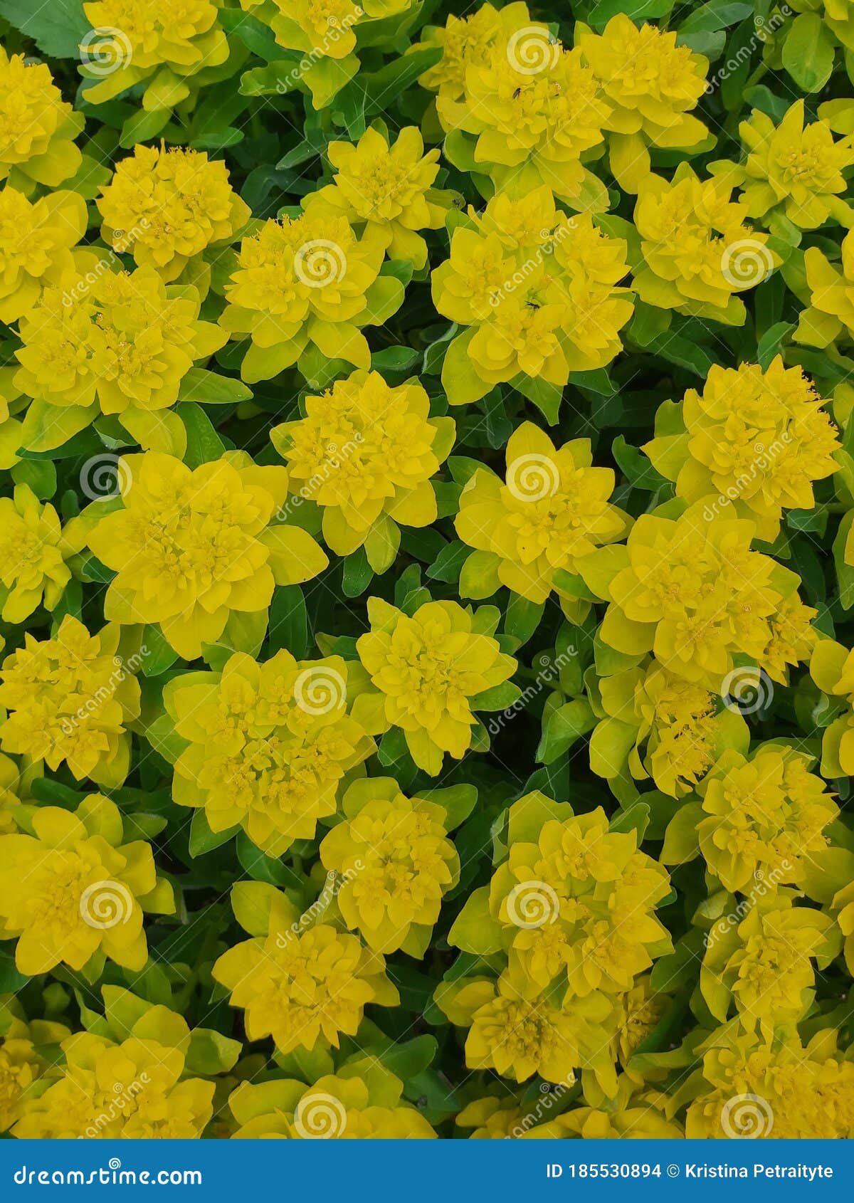 Yellow summer fllower stock photo. Image of yellow, summer - 185530894