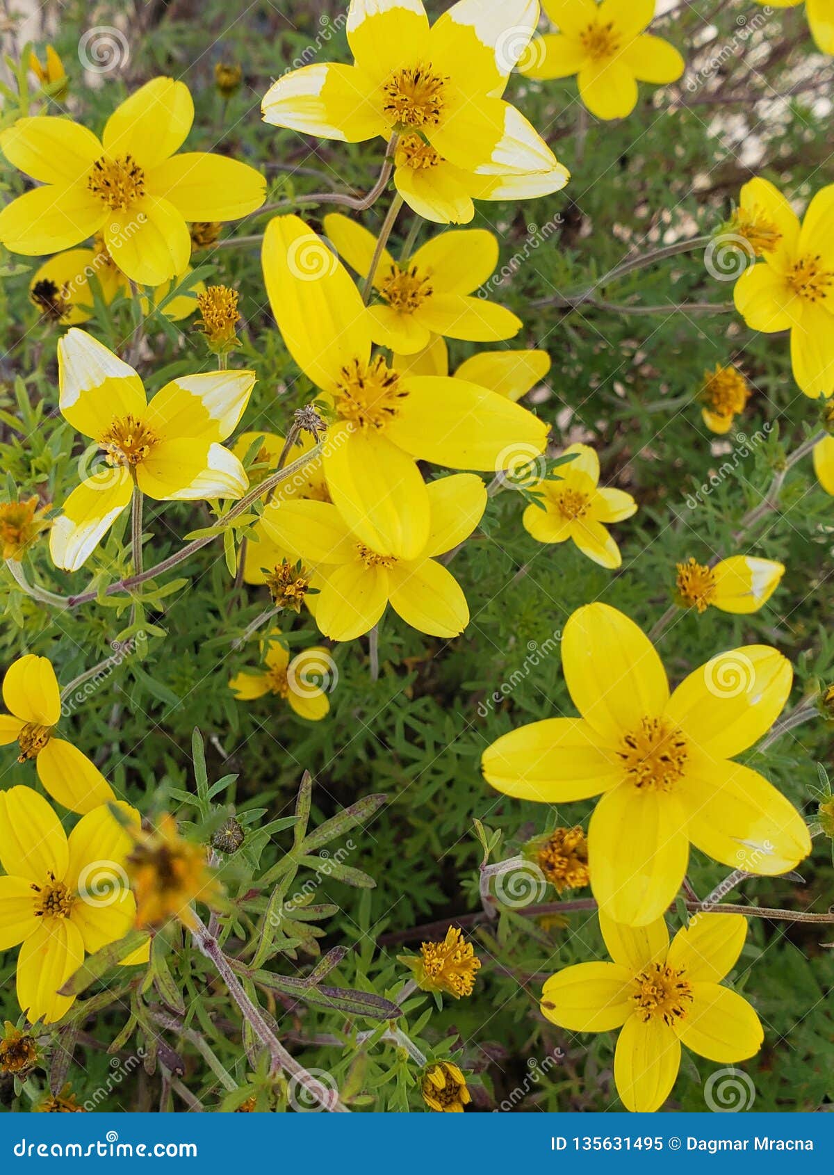 Yellow summer flower stock image. Image of yellow, bloom - 135631495