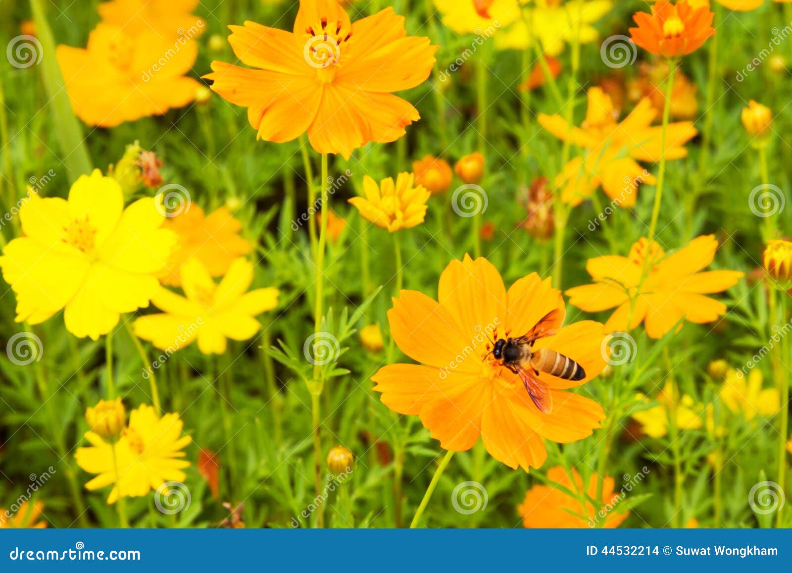 Yellow summer flowers stock photo. Image of field, holiday - 44532214