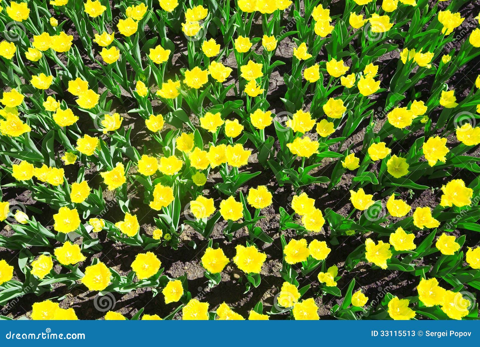 Yellow summer flowers stock image. Image of growth, beautiful - 33115513