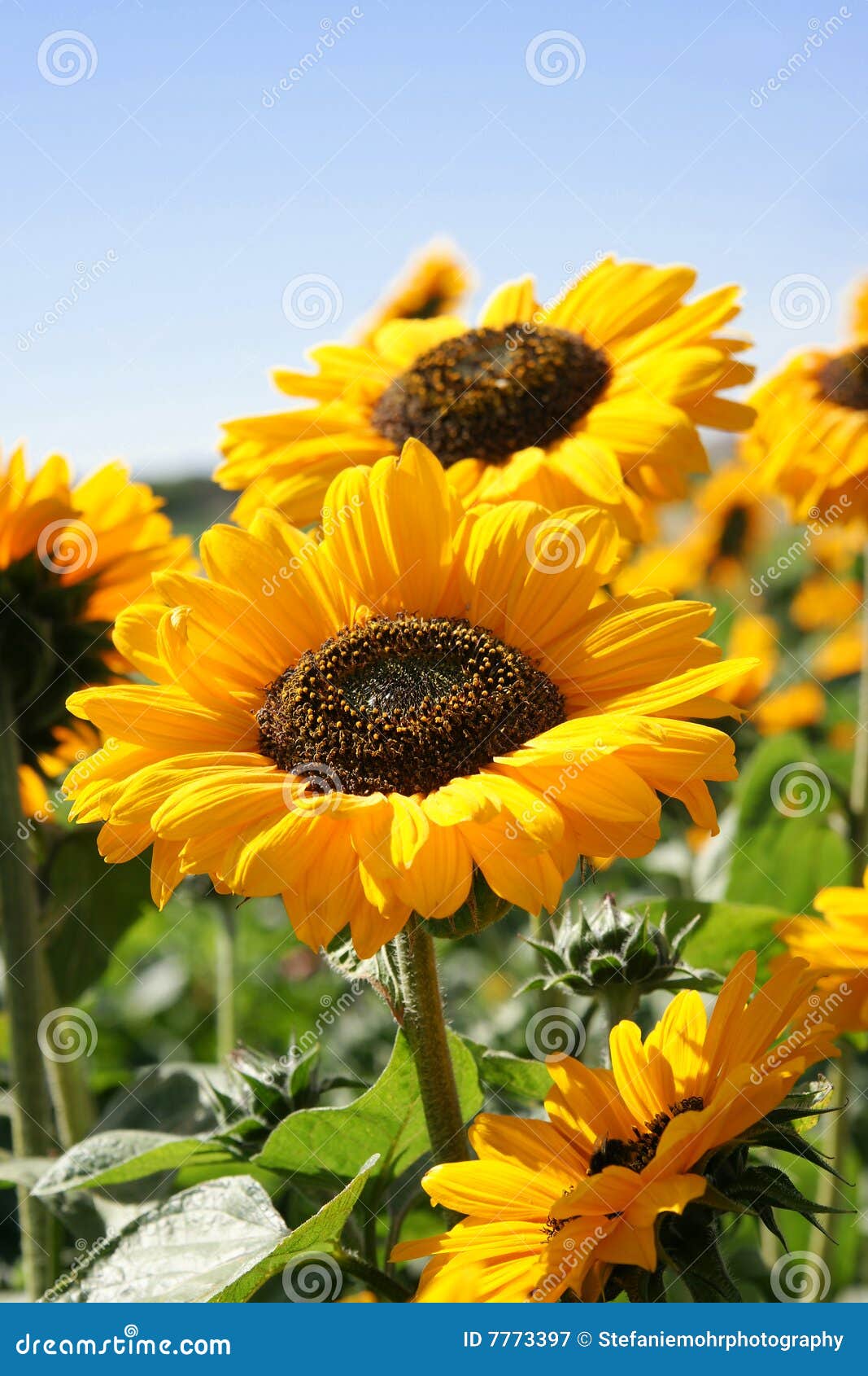 Yellow summer joy stock image. Image of earth, happiness - 7773397