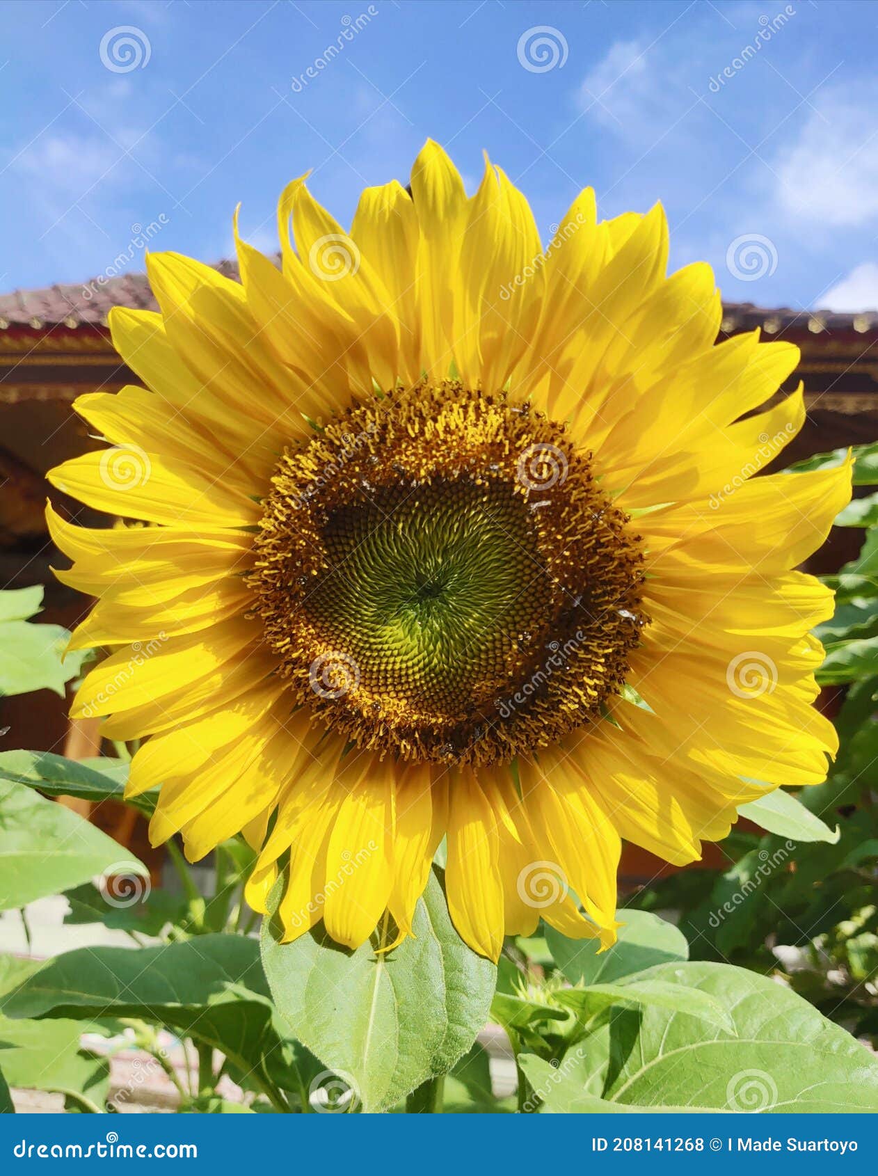 Yellow sun flower stock photo. Image of seed, yellow - 208141268