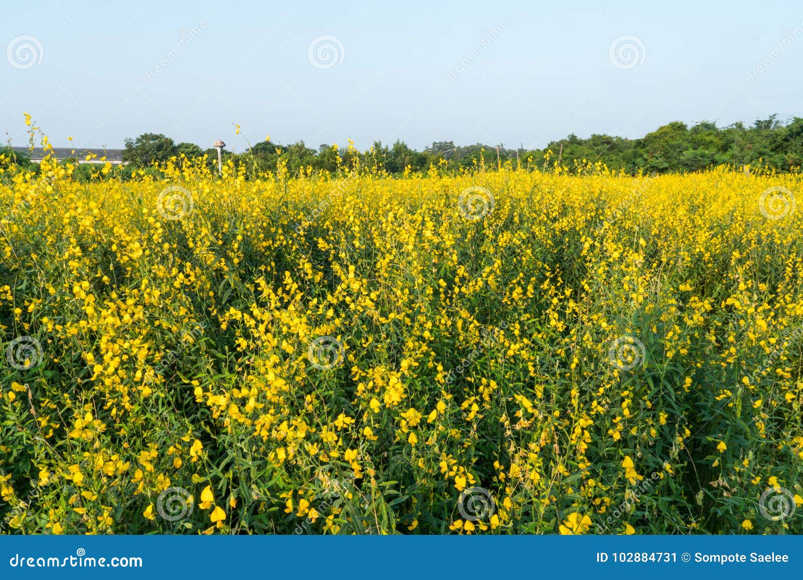Yellow Sun Hemp Field Under Blue Sky Stock Image - Image of beautiful ...