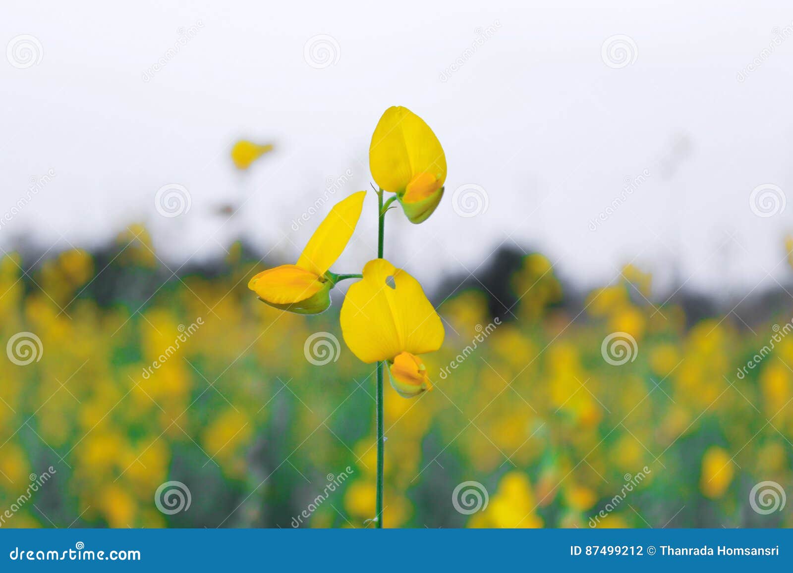 Yellow Sun Hemp Flower Field Stock Photo - Image of field, magnificent ...
