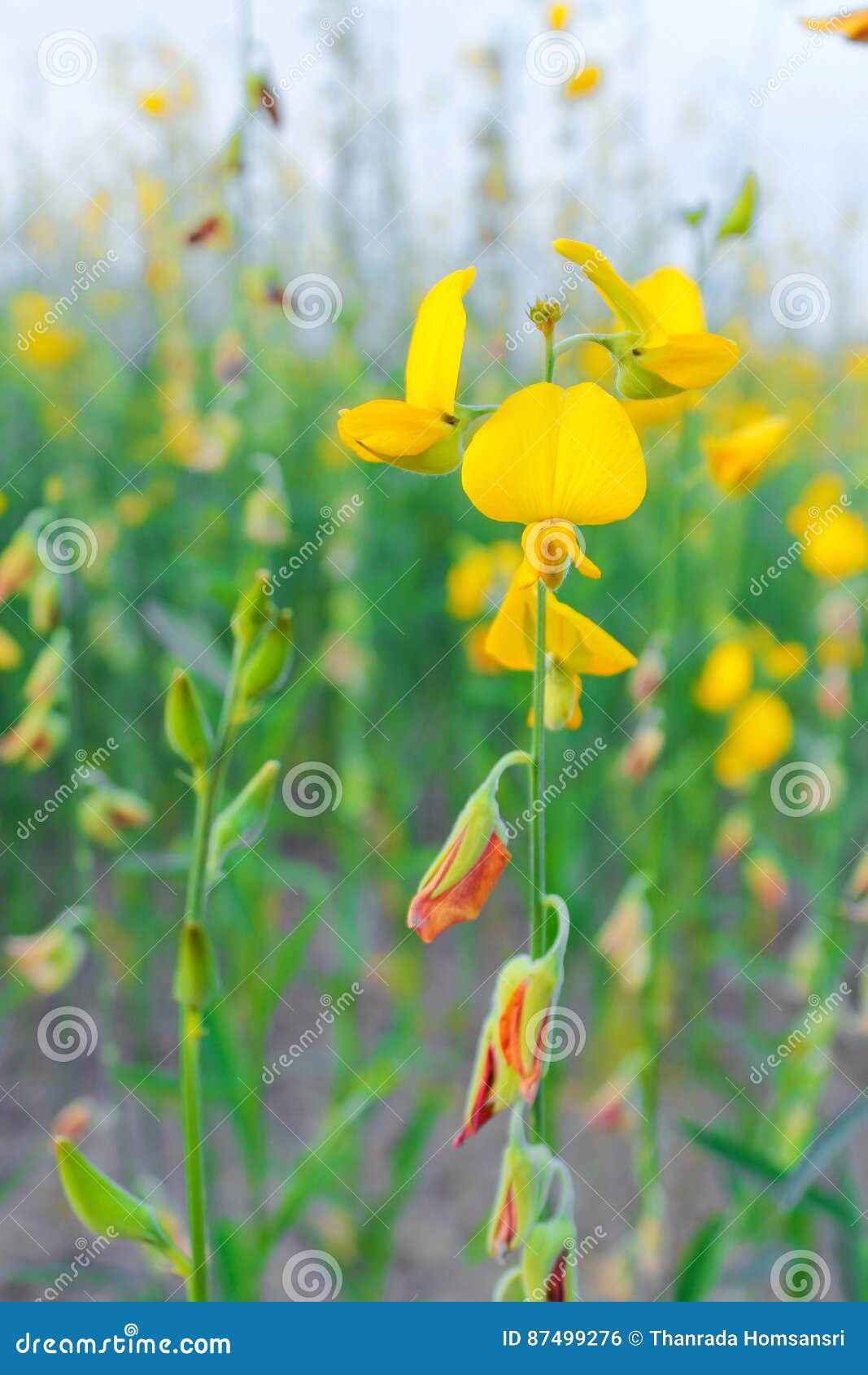Yellow Sun Hemp Flower Field Stock Photo - Image of edible, plant: 87499276