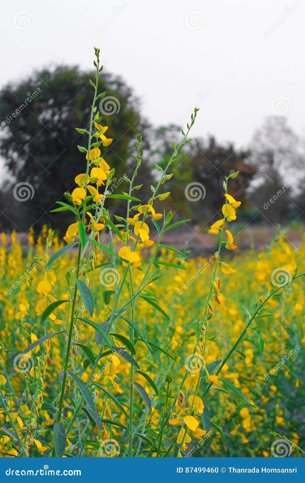 Yellow Sun Hemp Flower Field Stock Photo - Image of farmer, bloom: 87499460