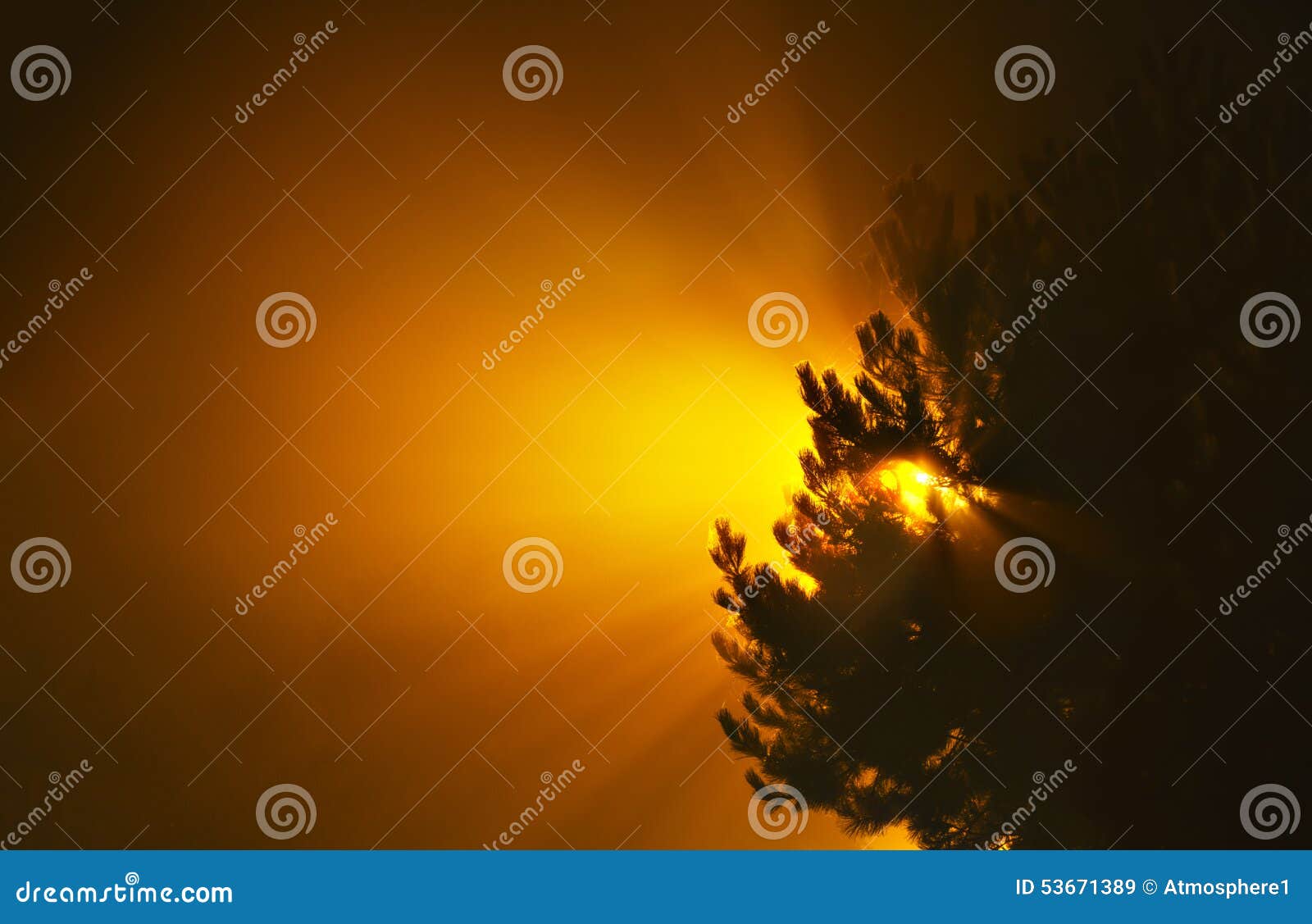 Yellow Sun with Sun Rays Rising Up Behind Pine Trees Stock Image ...
