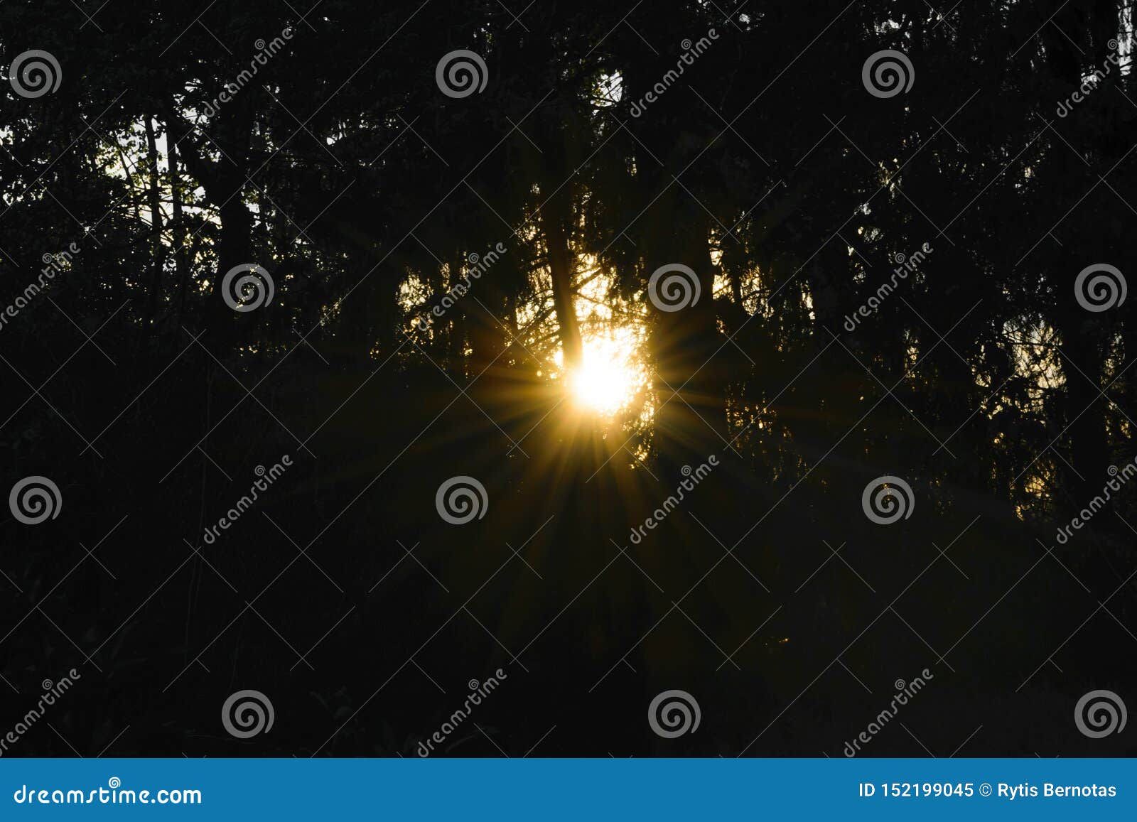 Yellow sunbeams stock image. Image of forest, season - 152199045