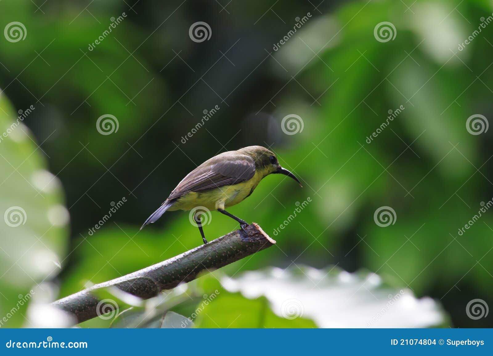 Yellow Sunbird Pose On A Branch Picture. Image: 21074804