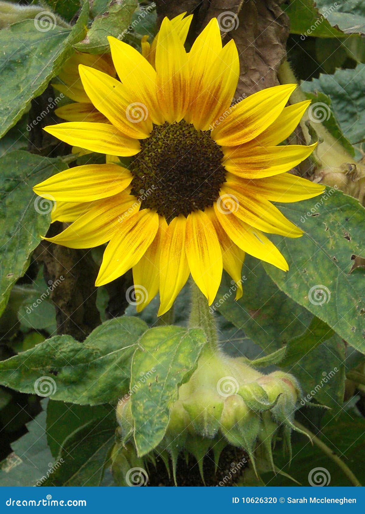 Yellow Sunflower stock photo. Image of sunflower, grown - 10626320