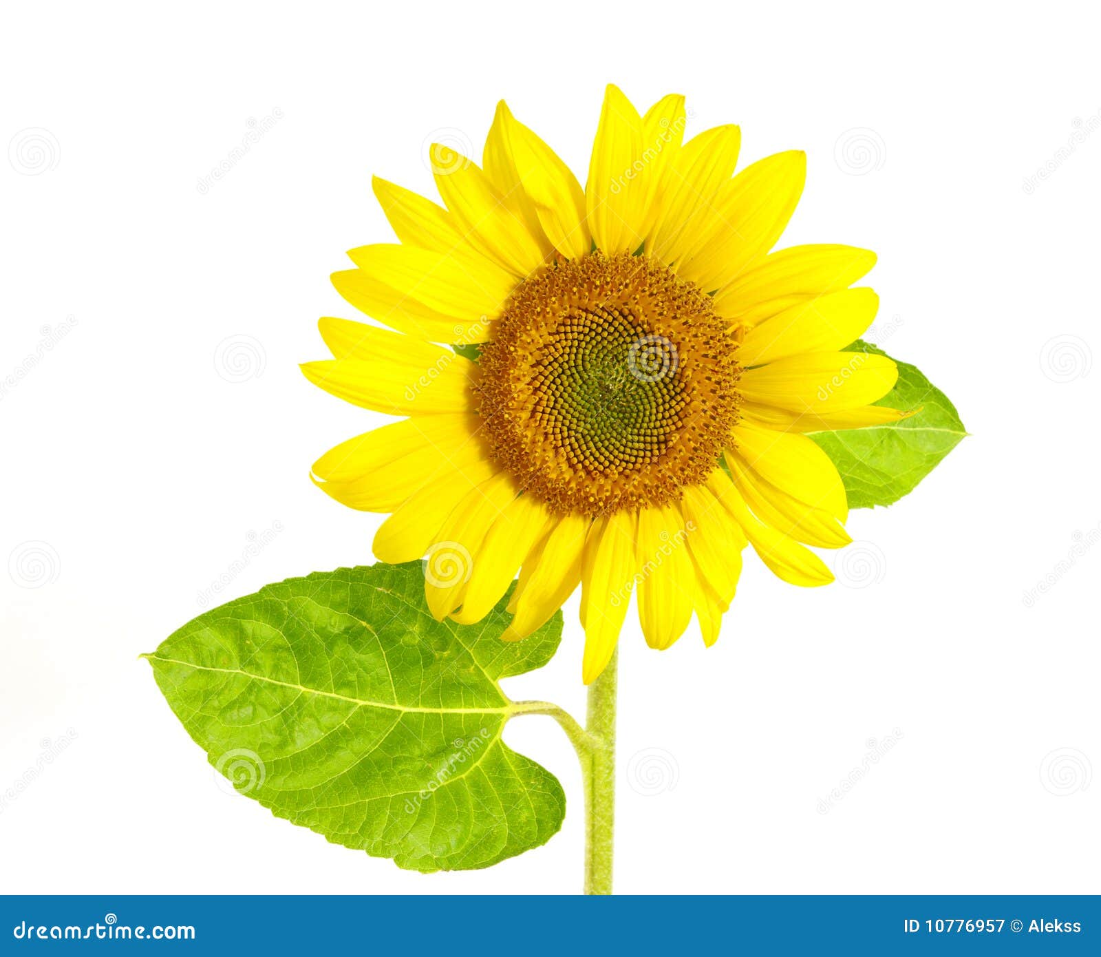 Yellow sunflower stock image. Image of bloom, floral - 10776957