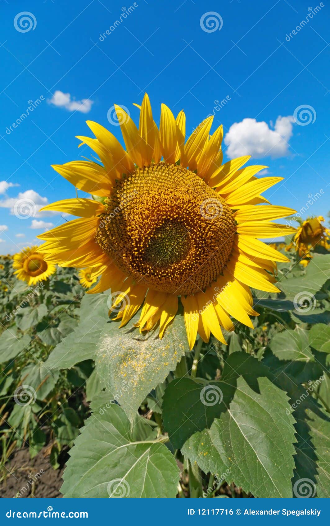 Yellow sunflower stock photo. Image of flowers, close - 12117716
