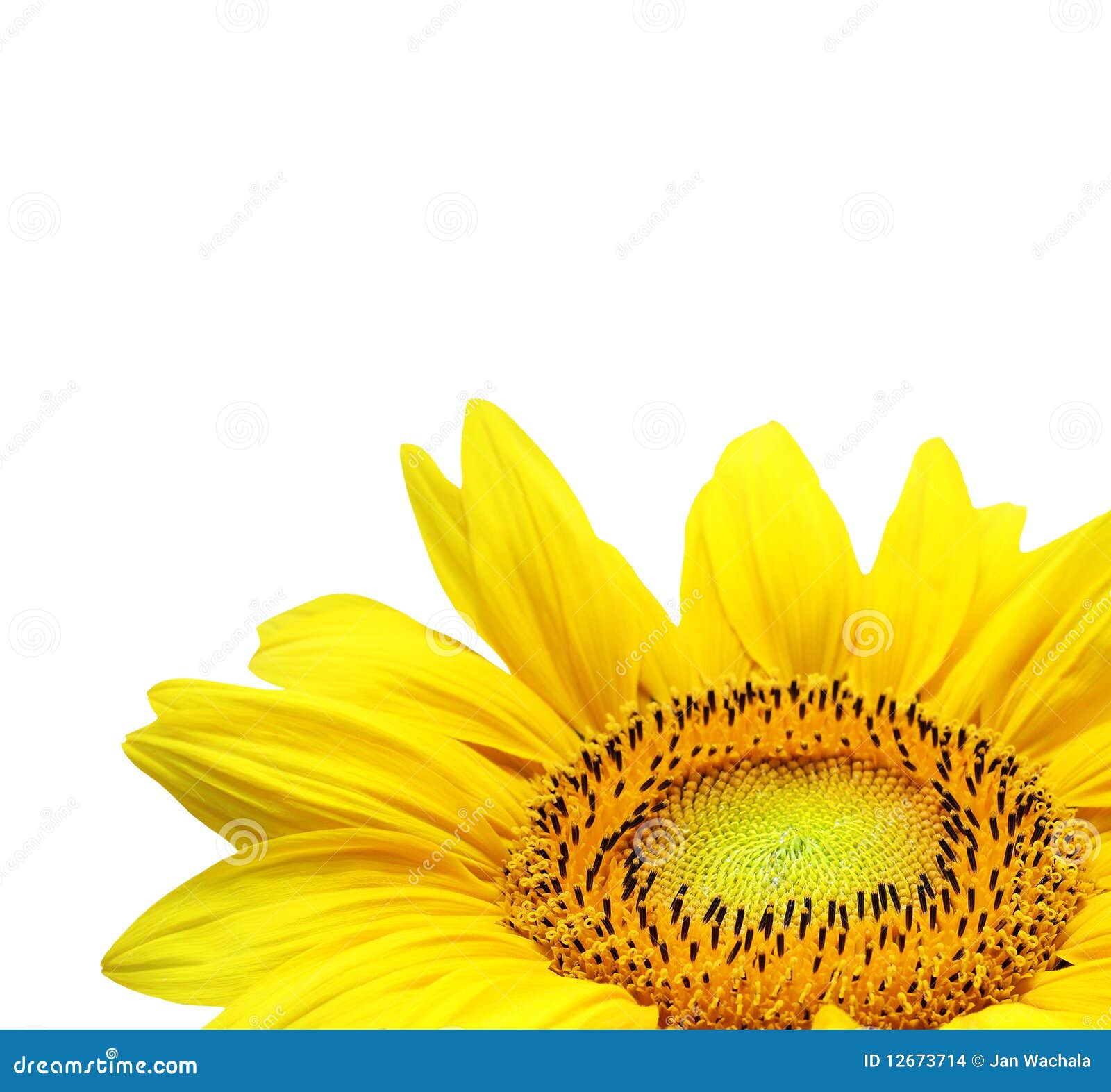 Yellow sunflower stock photo. Image of beautiful, botanical - 12673714