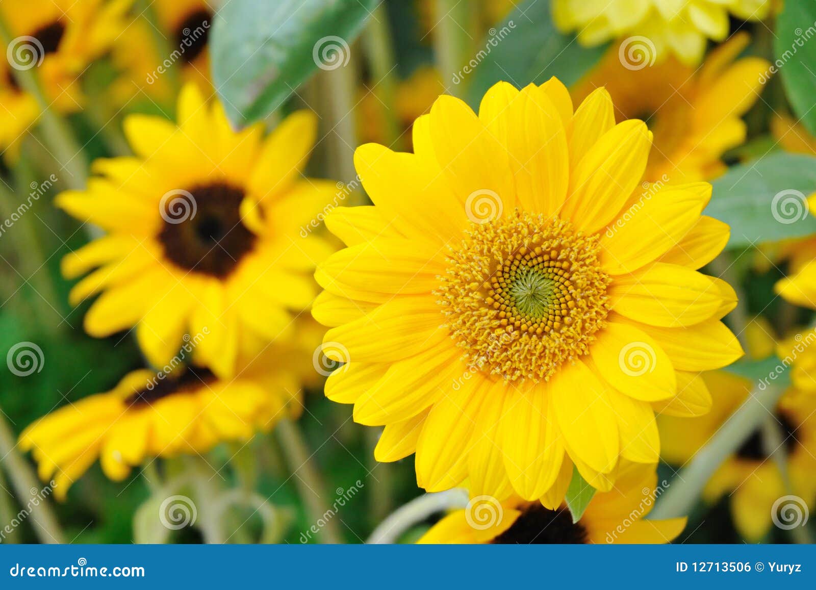 Yellow sunflower stock photo. Image of fresh, plant, petal - 12713506