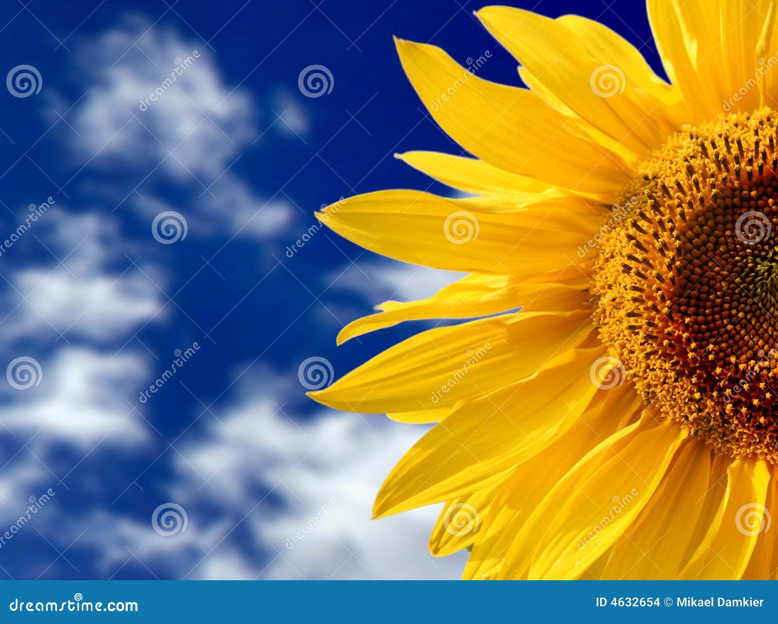 Yellow Sunflower Against Blue Sky Stock Photo - Image of growth, object ...