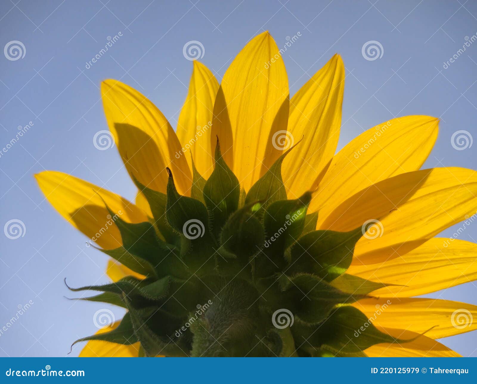 Yellow sunflower back view stock image. Image of flower - 220125979
