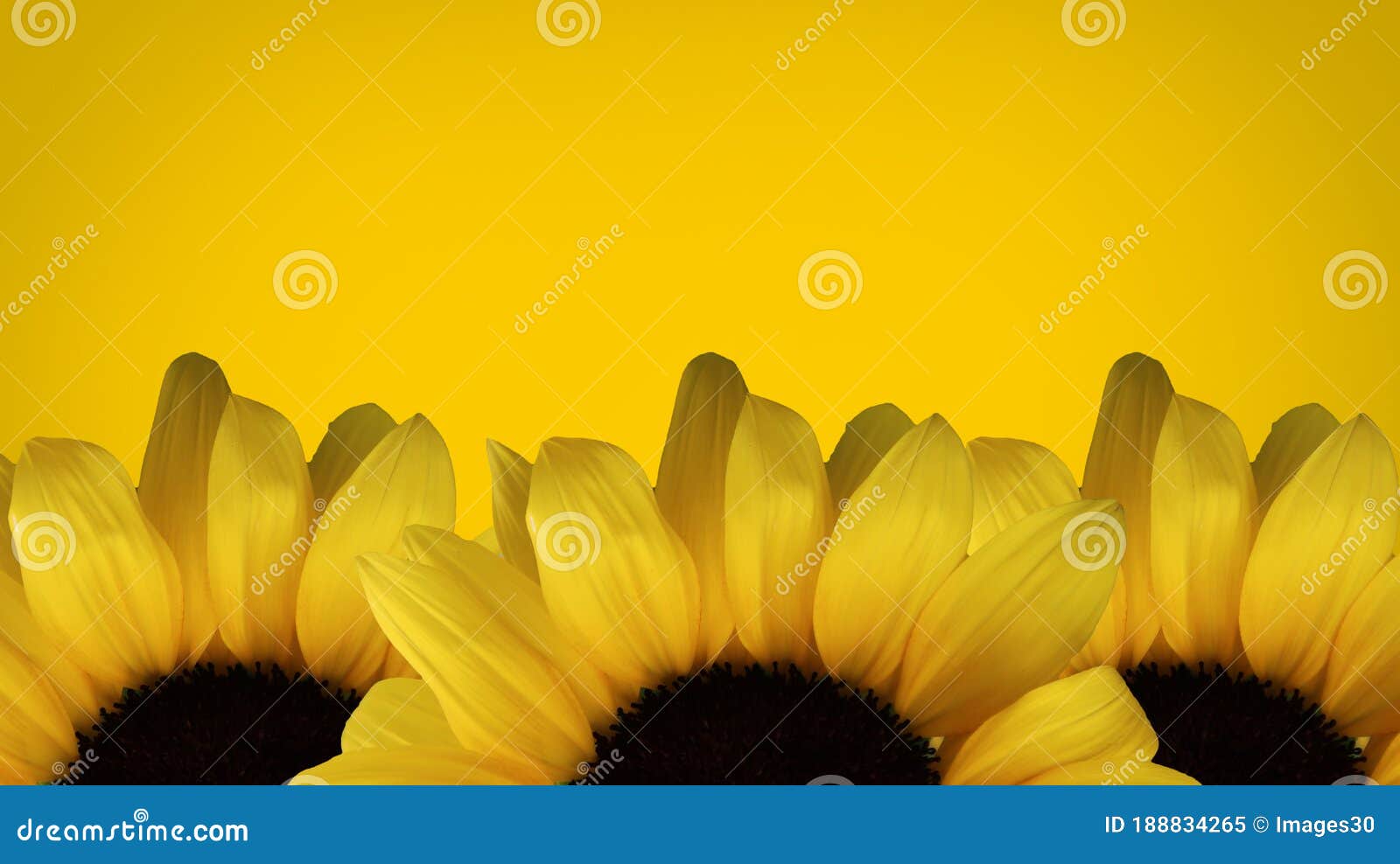 Yellow Sunflower Background Stock Image - Image of natural, sunflower ...