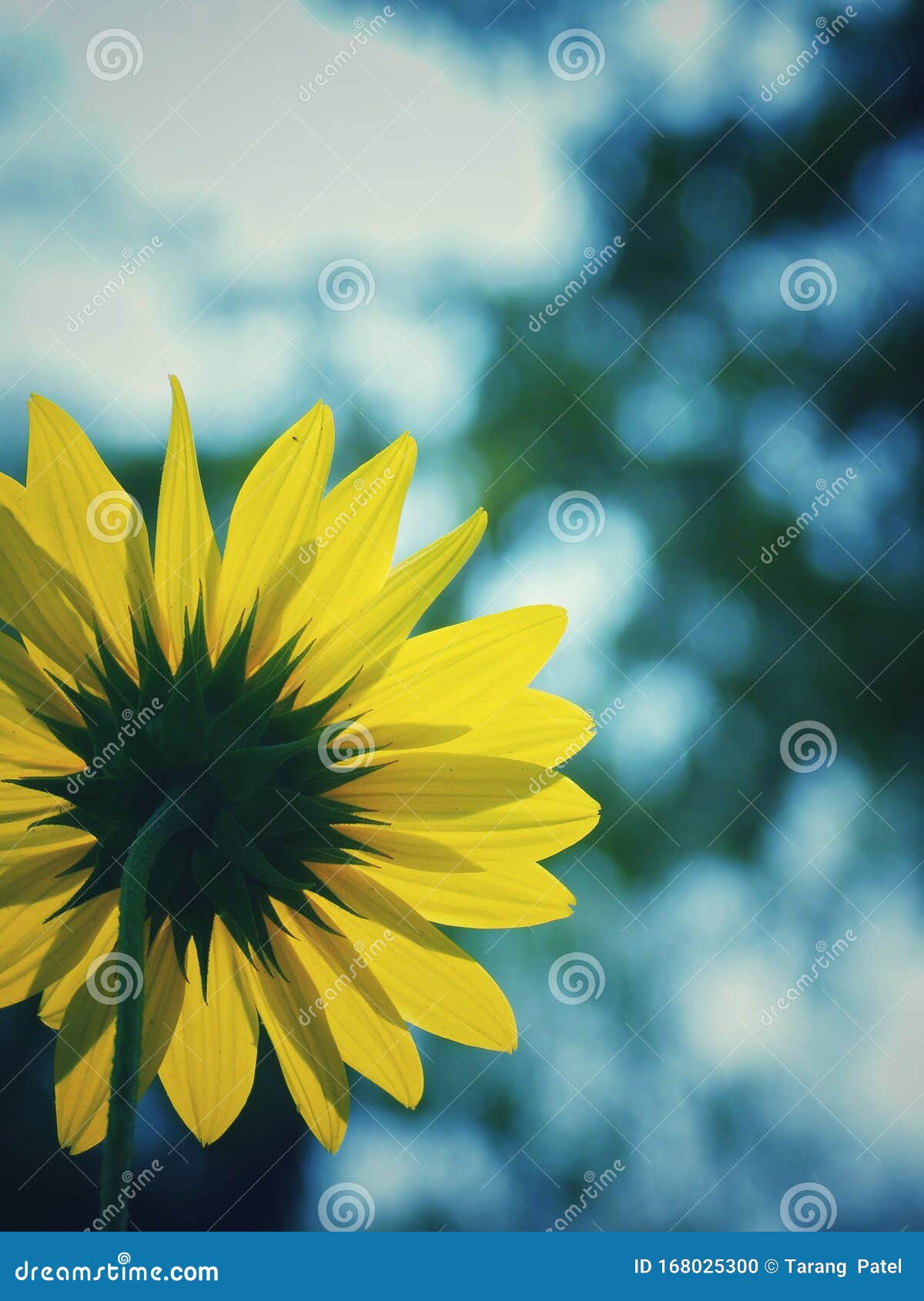 Yellow Sunflower Capture in Fresh Morning. Stock Photo - Image of ...