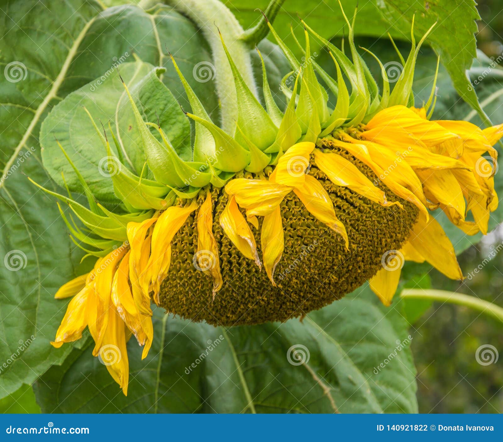 Yellow Sunflower Close-up. Suflower Blossom, Side View. Stock Photo ... Yellow Sunflower Close-up. Suflower Blossom, Side View. Stock Photo ...