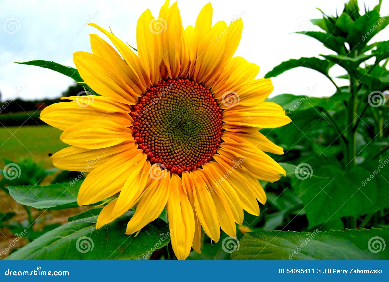 Yellow Sunflower in Field on Farm Stock Image - Image of stem, overcast ...