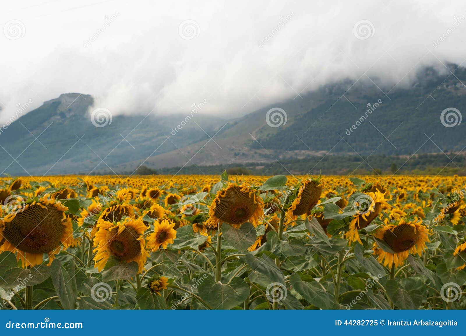 Yellow Sunflower Fields in Summer Days Stock Image - Image of leaf ...