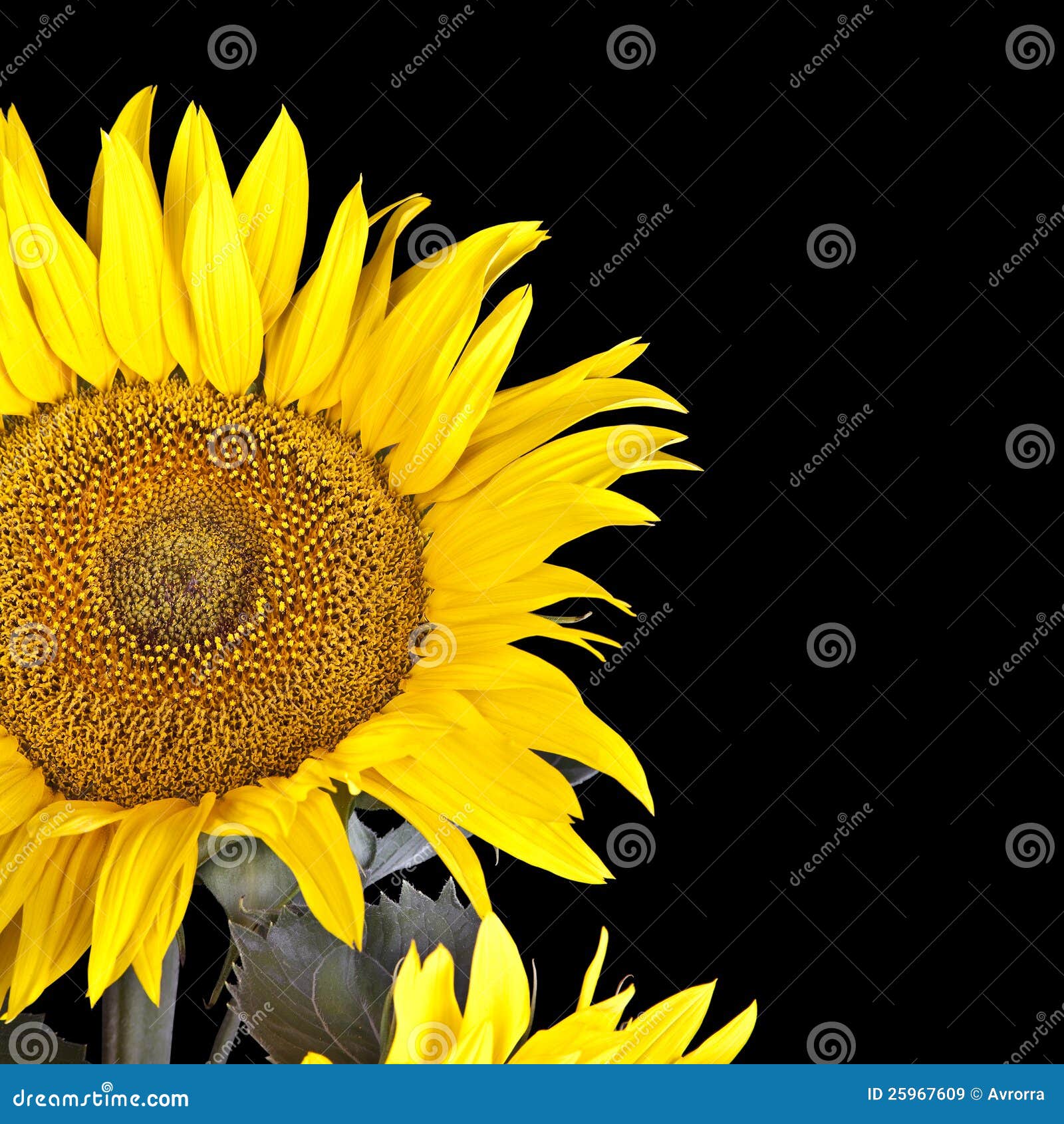 Yellow Sunflower Isolated stock image. Image of bloom - 25967609