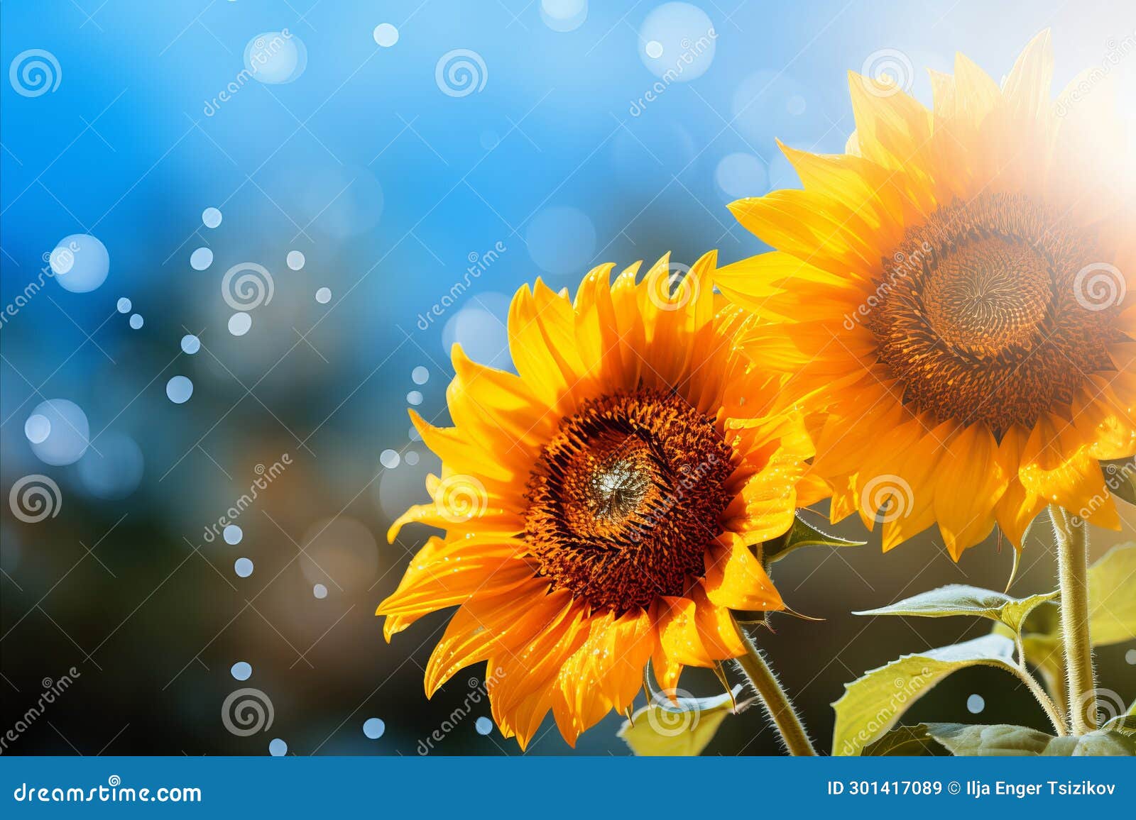 Sunflower Side View Vector Illustration Isolated On White Background ...