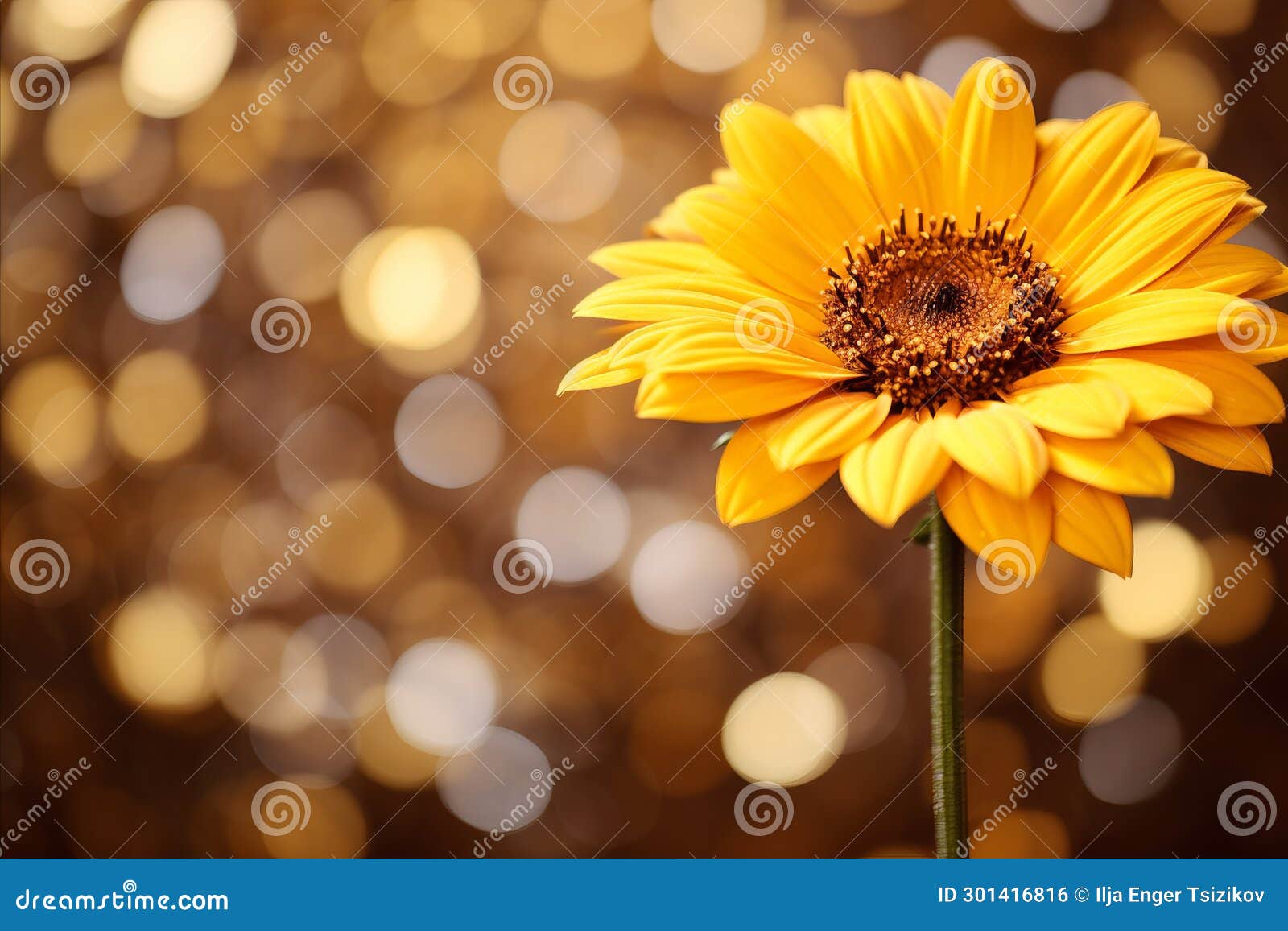 Sunflower Side View Vector Illustration Isolated On White Background ...