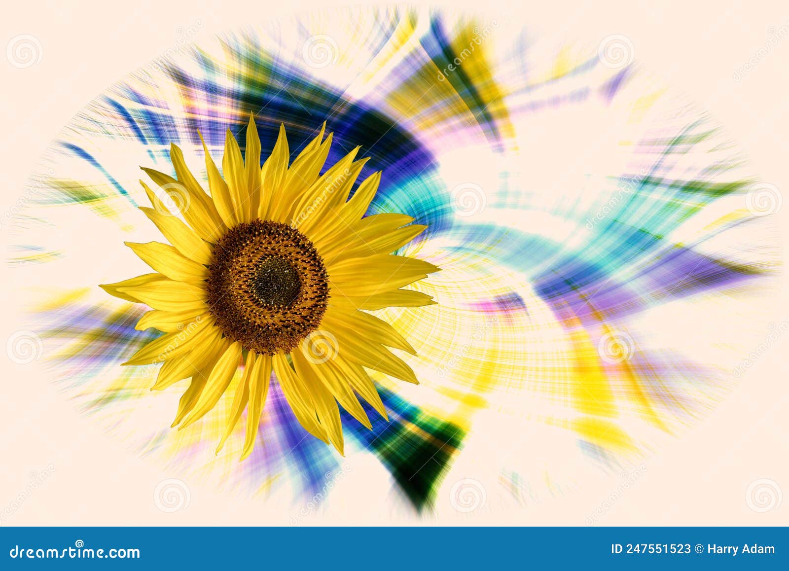 Yellow Sunflower - Single Flower in Front of a Abstact Background Stock ...