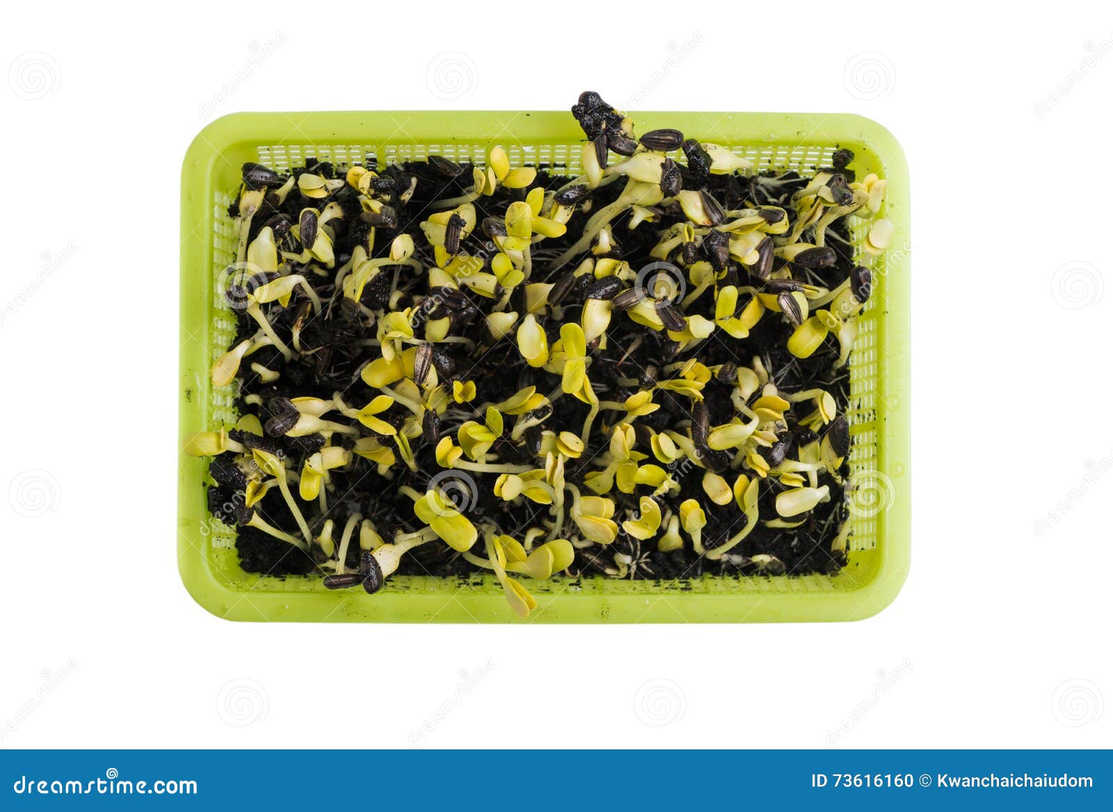 Yellow sunflower sprout stock photo. Image of growth - 73616160