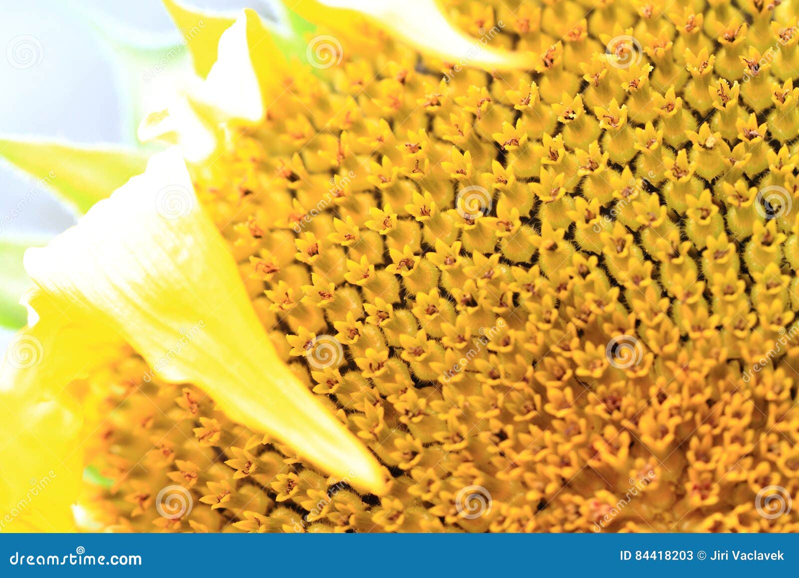 Sunflower Texture Royalty-Free Stock Image | CartoonDealer.com #7655062