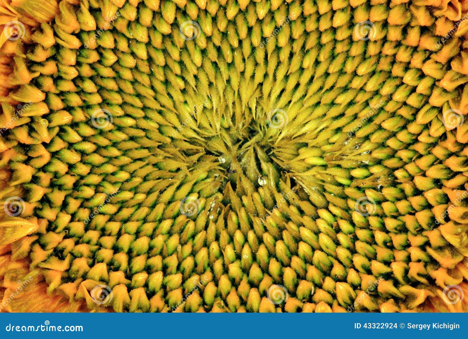 Sunflower Texture Royalty-Free Stock Image | CartoonDealer.com #7655062