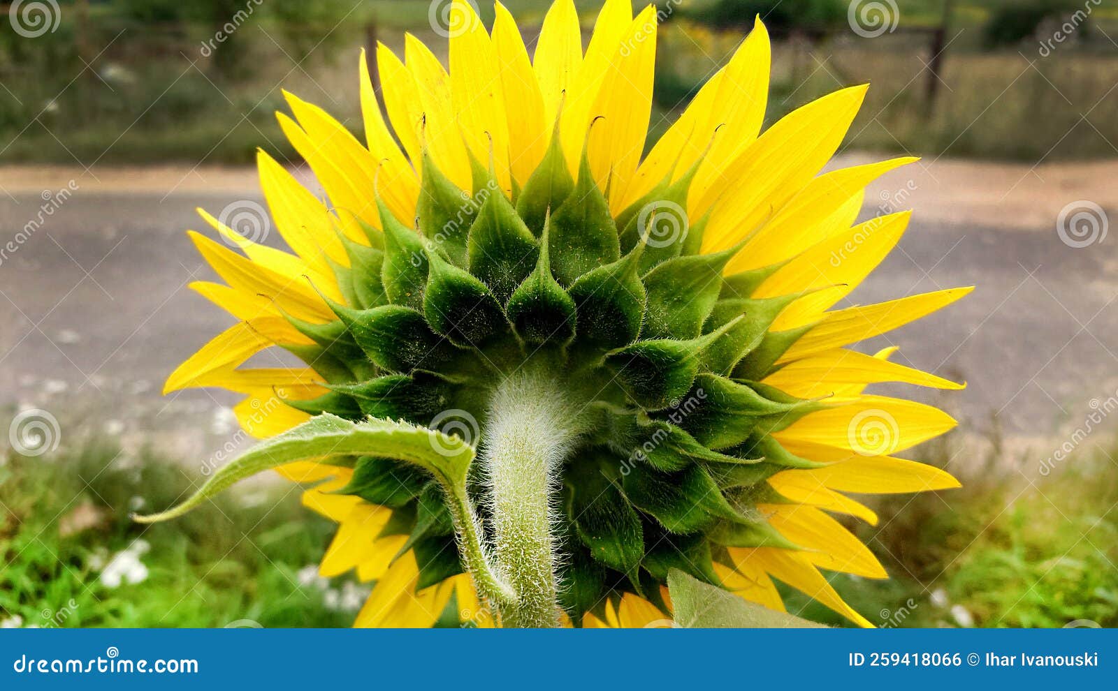Yellow Sunflower View from the Reverse Side Stock Photo - Image of tall ...