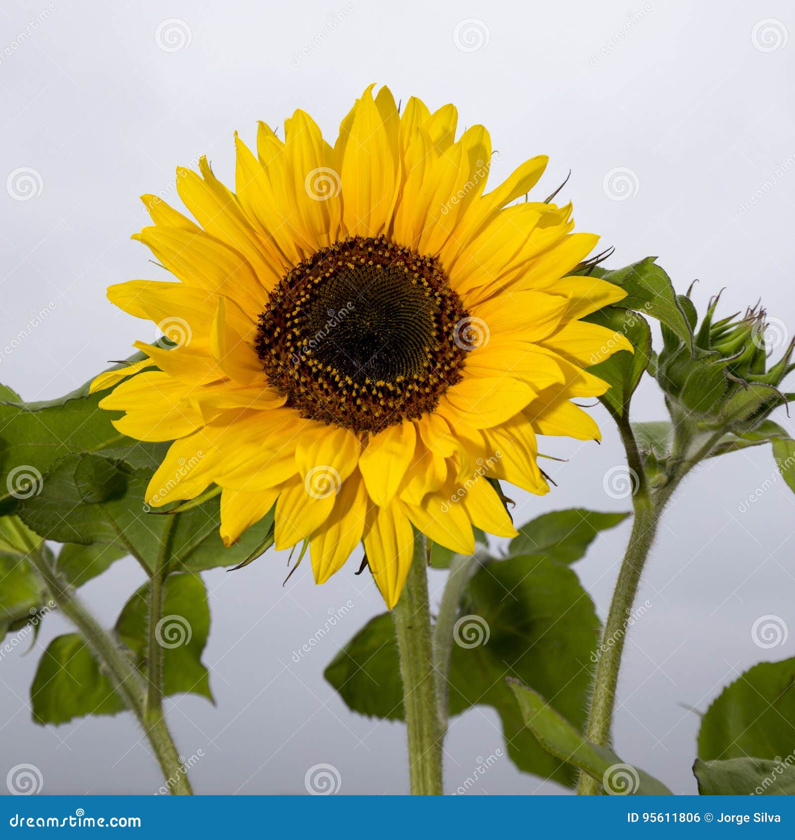 Yellow Sunflower in a Wild Field.Top View Stock Photo - Image of flower ...