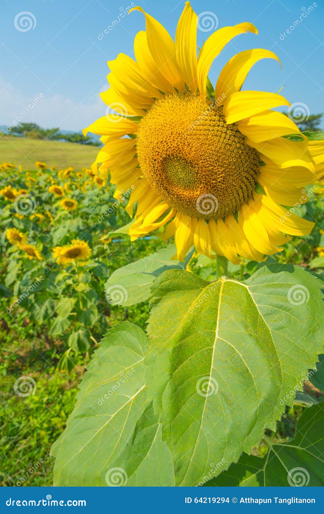 Yellow sunflower stock photo. Image of colorful, yellowe - 64219294