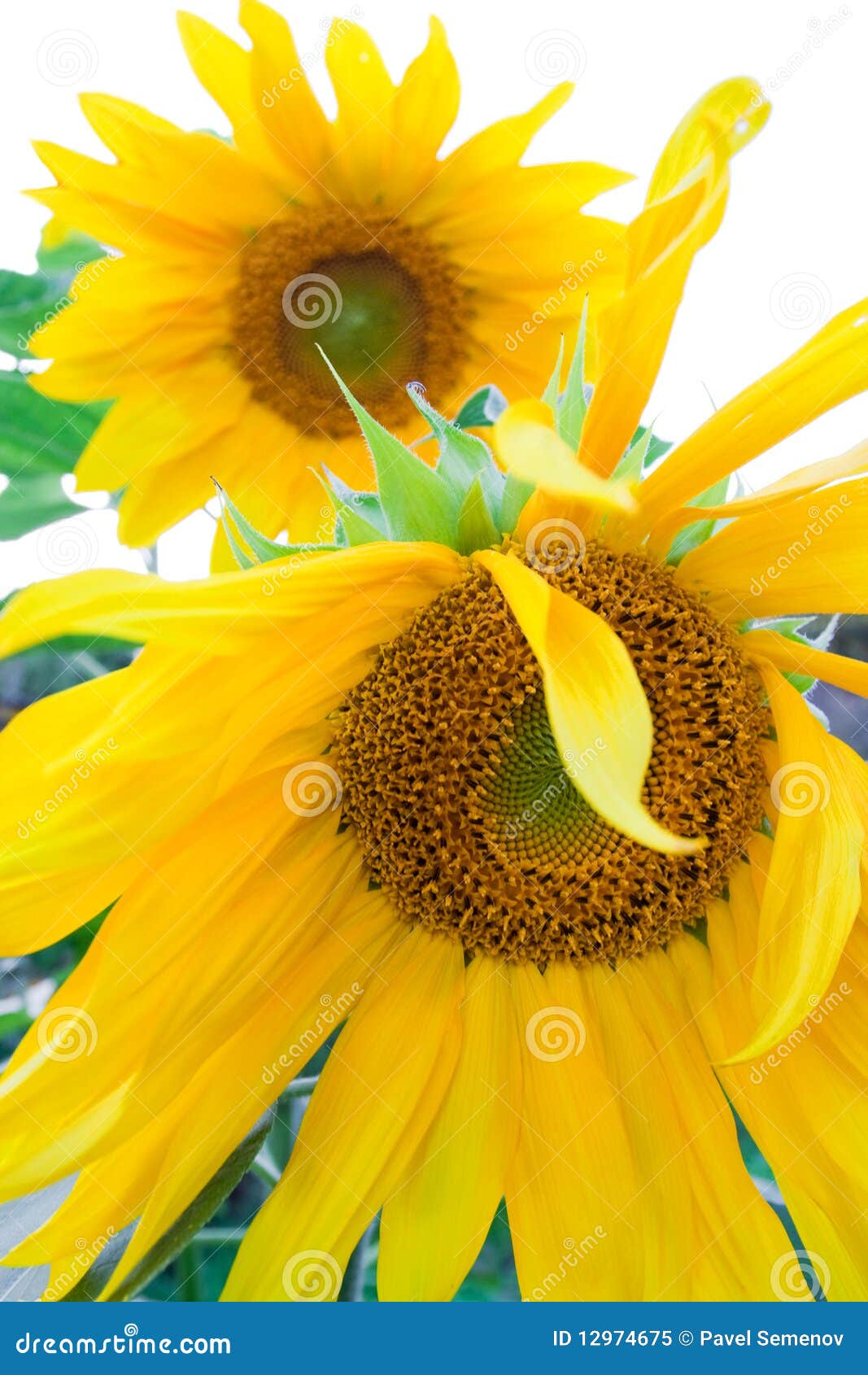 Yellow sunflowers stock image. Image of growth, detail - 12974675