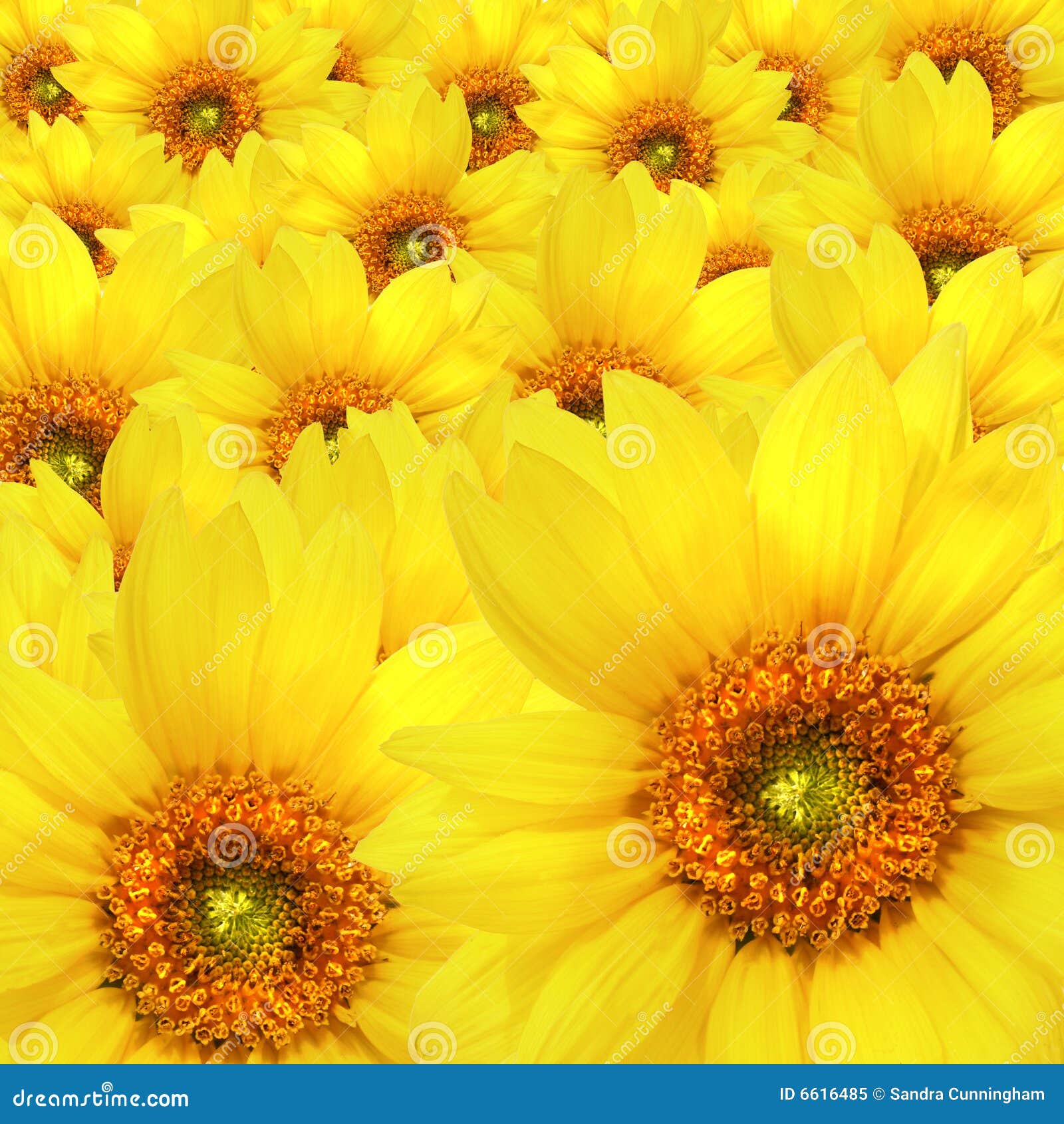 Yellow sunflowers stock image. Image of blooming, colors - 6616485