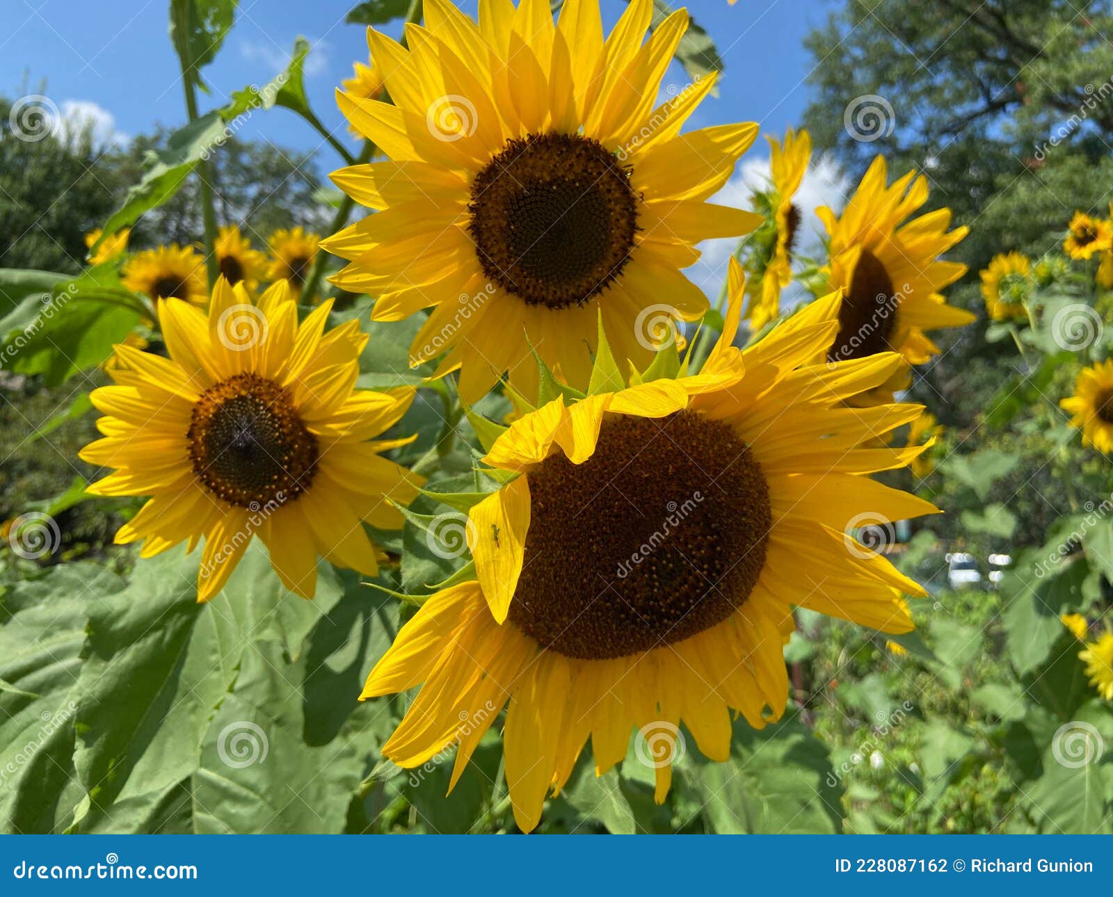 Yellow Sunflowers in August Stock Photo - Image of nature, summer ...