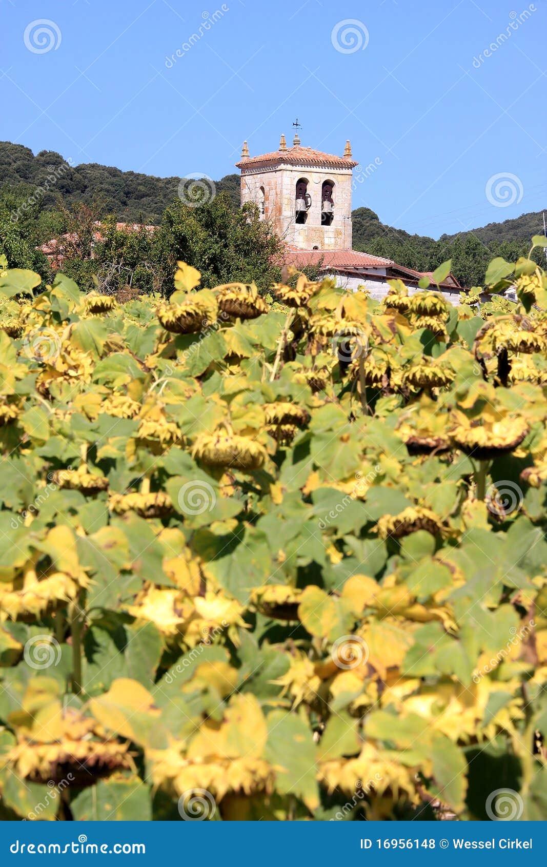 Yellow Sunflowers in the Autumn in Spain Stock Photo - Image of hill ...
