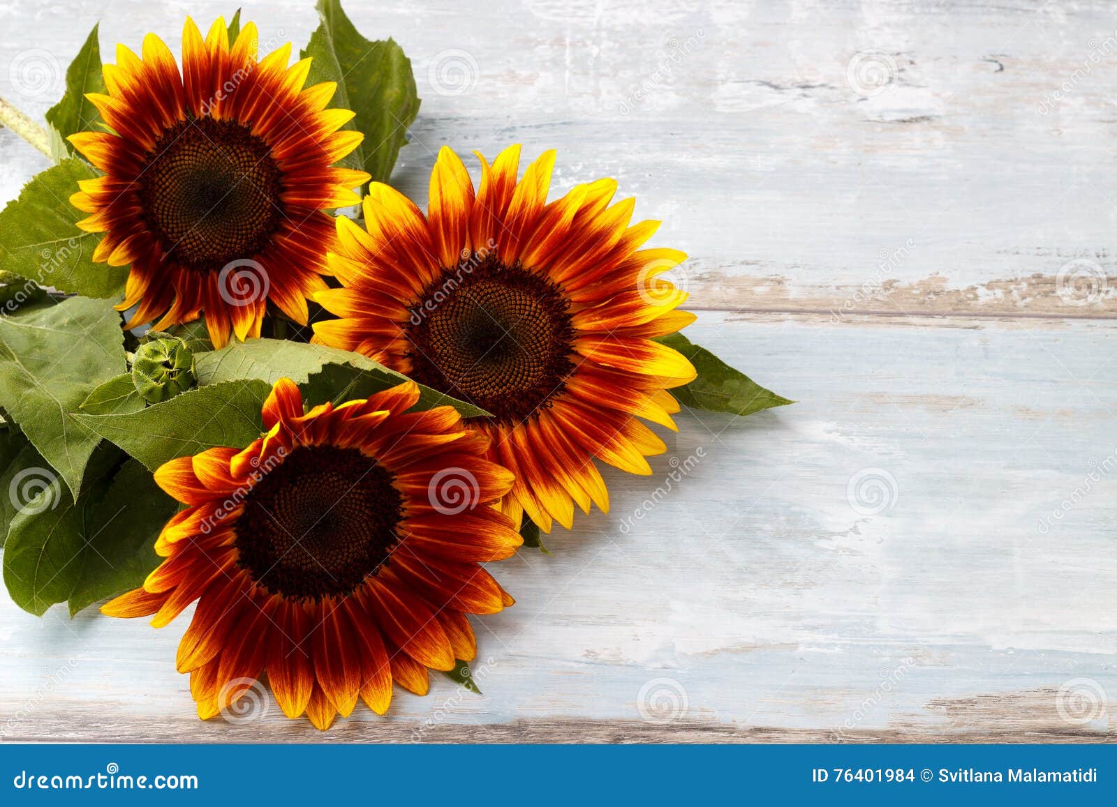Sunflowers With A Grunge Rustic Wooden Background Stock Photography ...