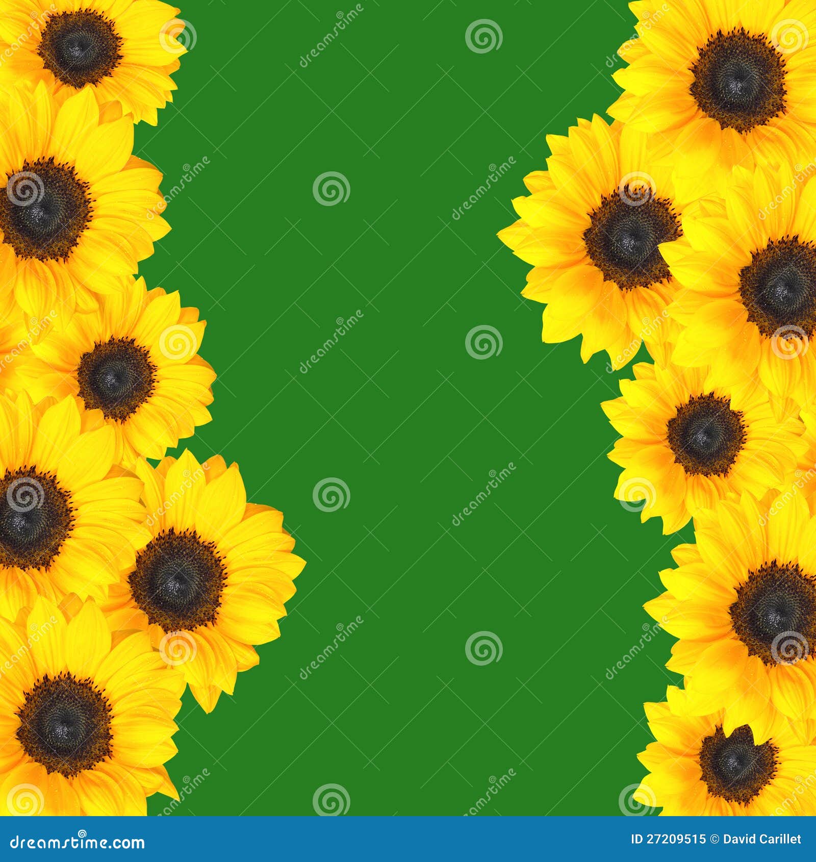 Yellow sunflowers border stock image. Image of clean - 27209515