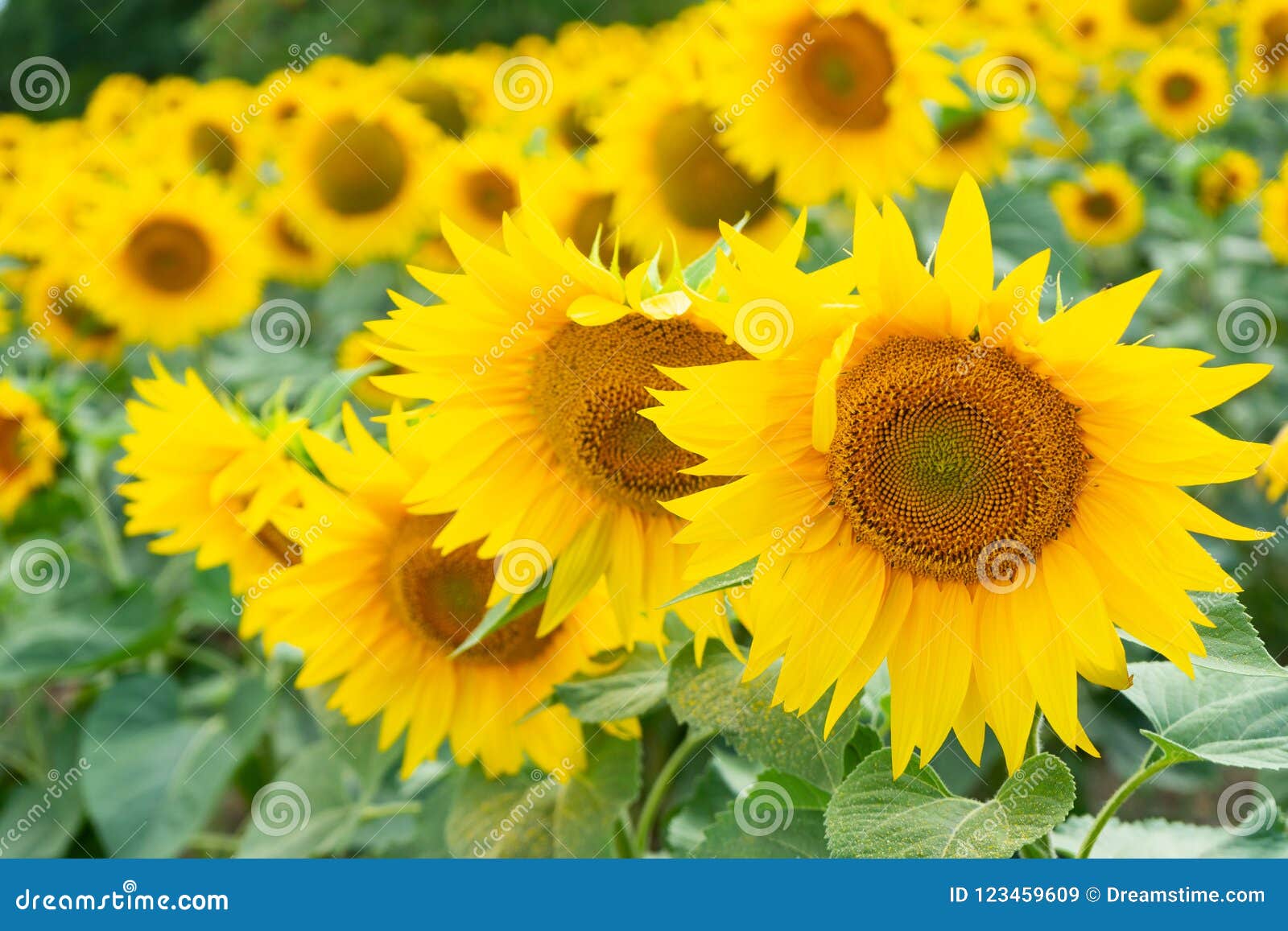 Yellow Sunflowers in the Field Stock Image - Image of field, botany ...