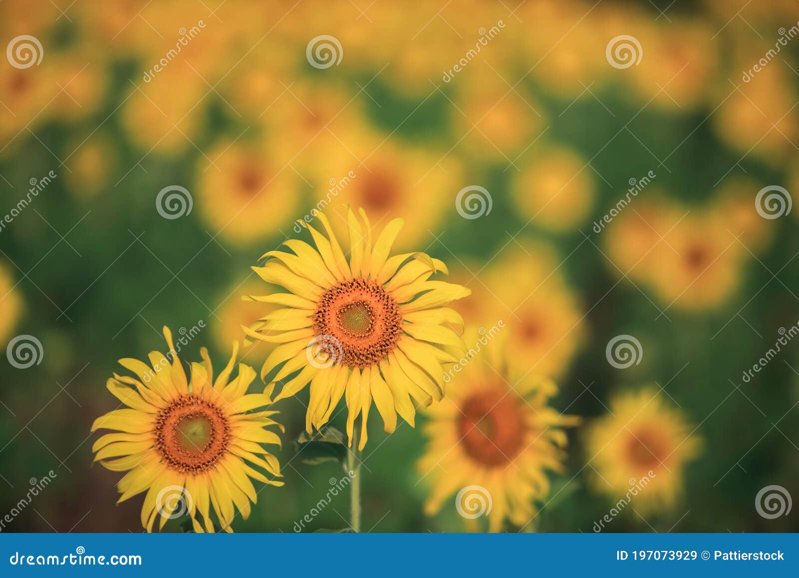 Yellow of Sunflowers Field at Morining Time Stock Image - Image of high ...